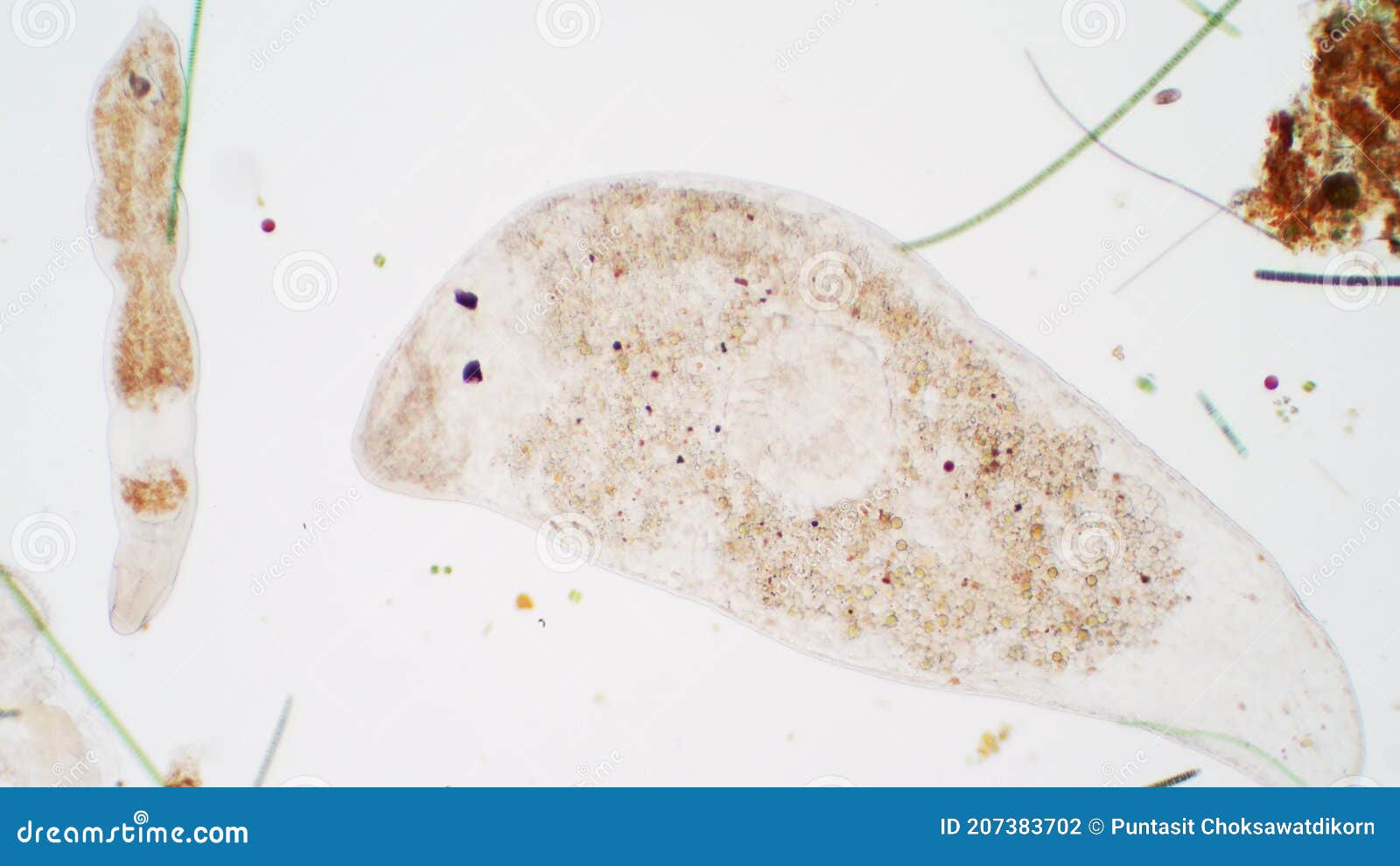 Planaria Flatworm Under the Microscope View. Stock Footage - Video of ...