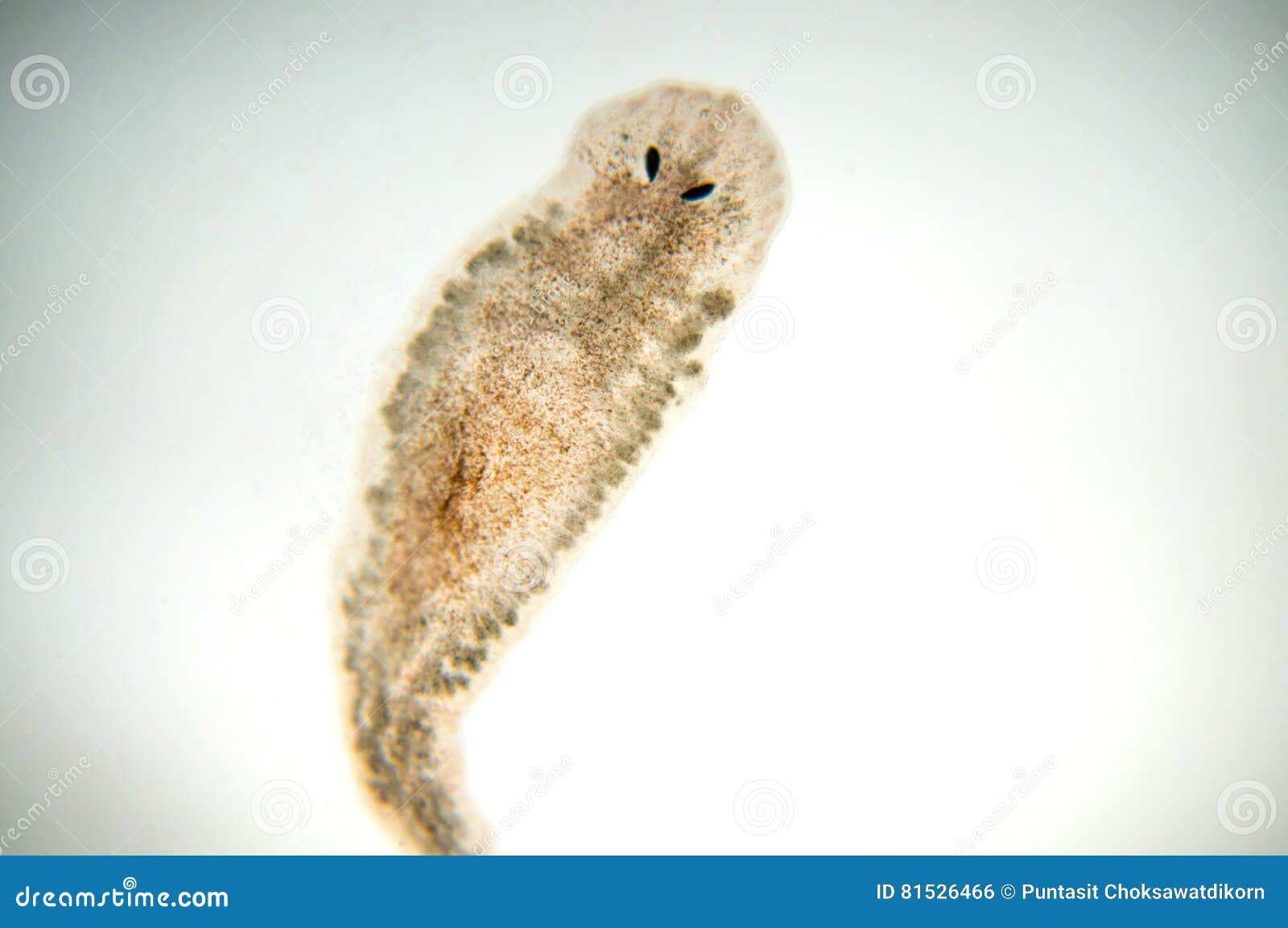 Planaria Flatworm, Under Microscope View Stock Photo - Image of jungle ...