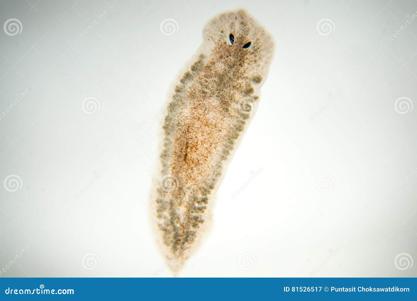 Planaria Flatworm, Under Microscope View Stock Image - Image of mount ...