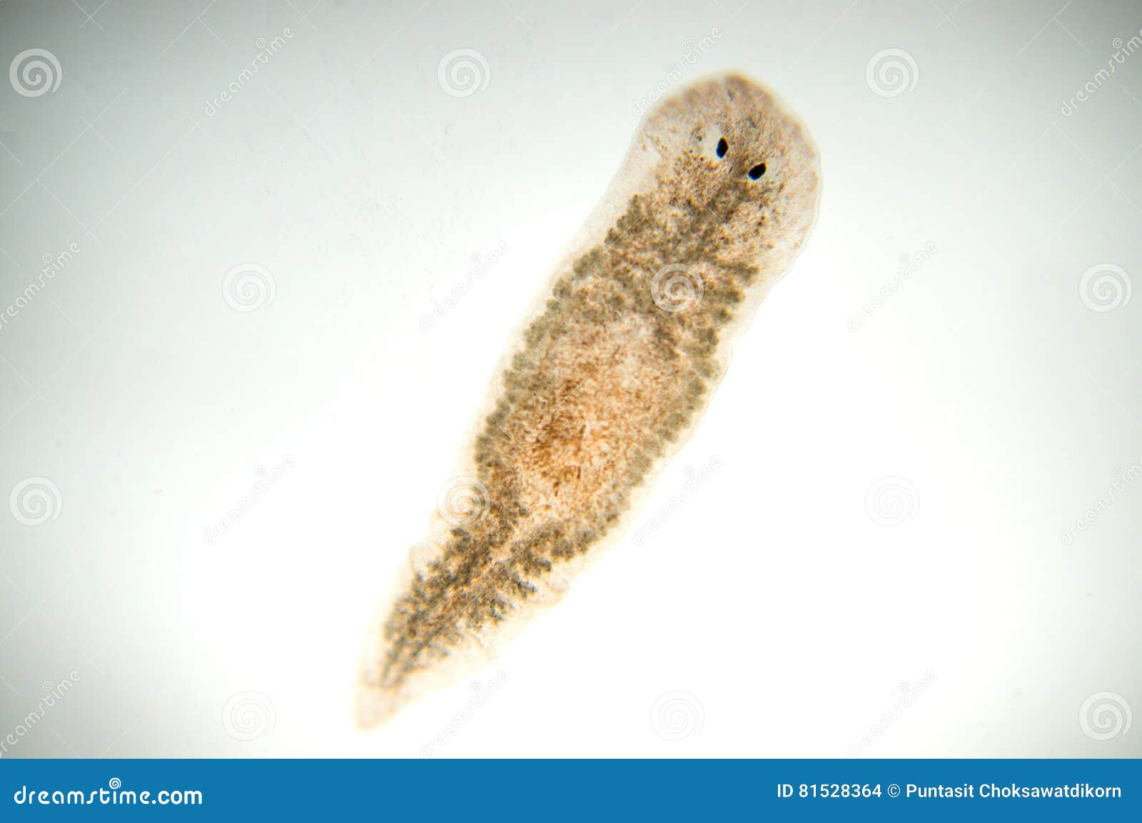 Planaria flatworm stock photo. Image of biological, flat - 81528364