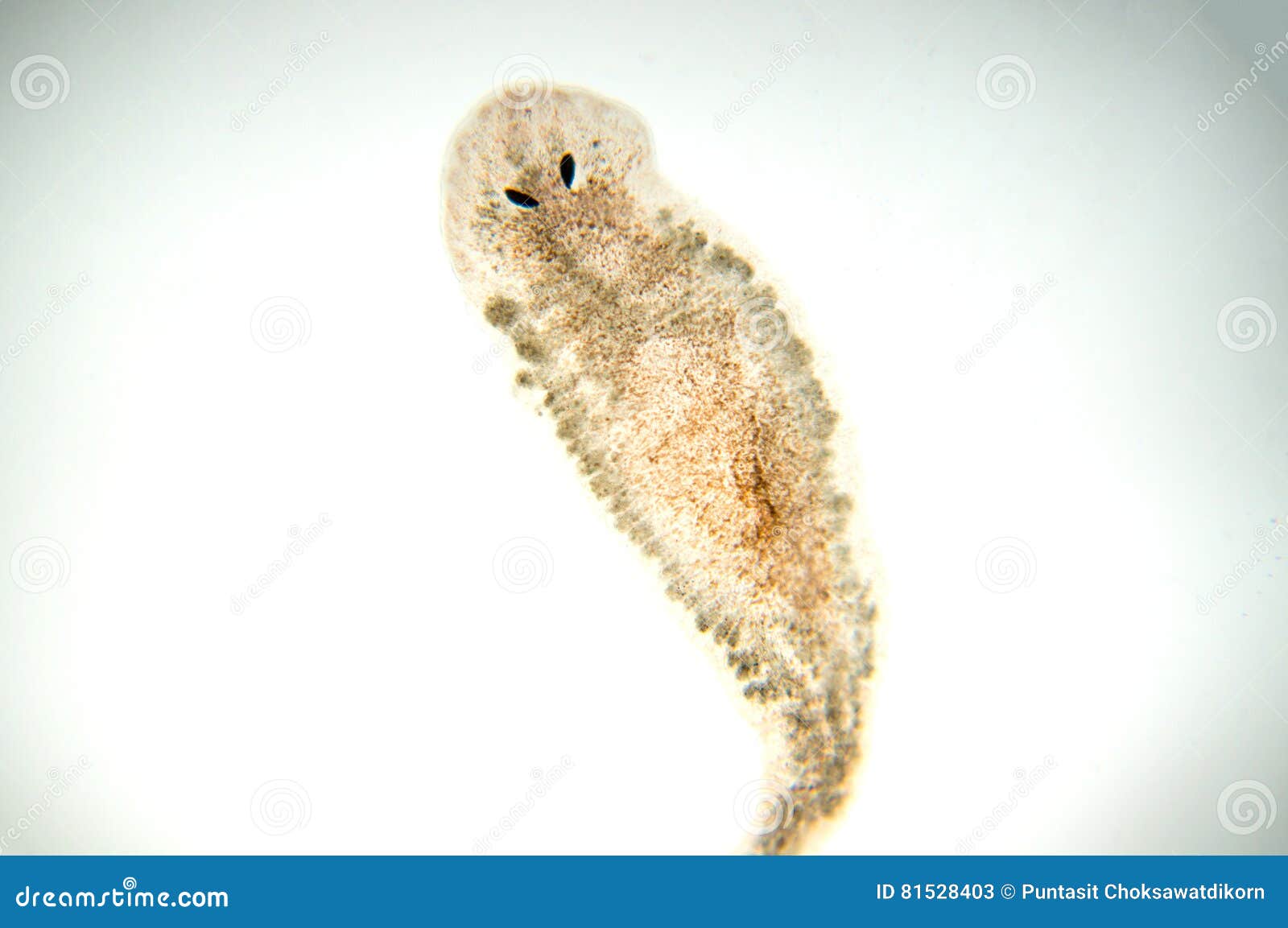 Planaria flatworm stock image. Image of flat, planeria - 81528403