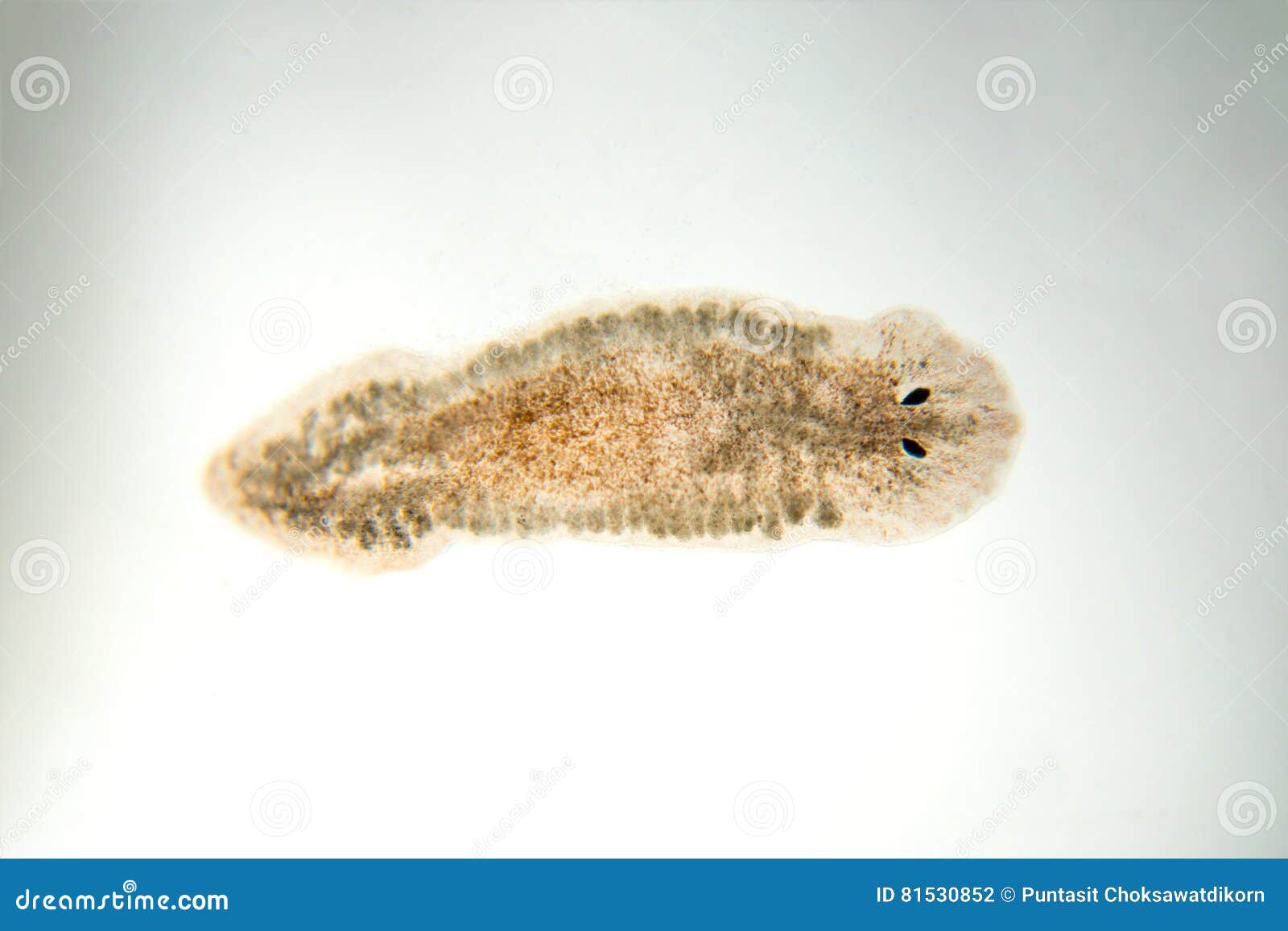 Planaria flatworm stock photo. Image of planarian, flatworm - 81530852