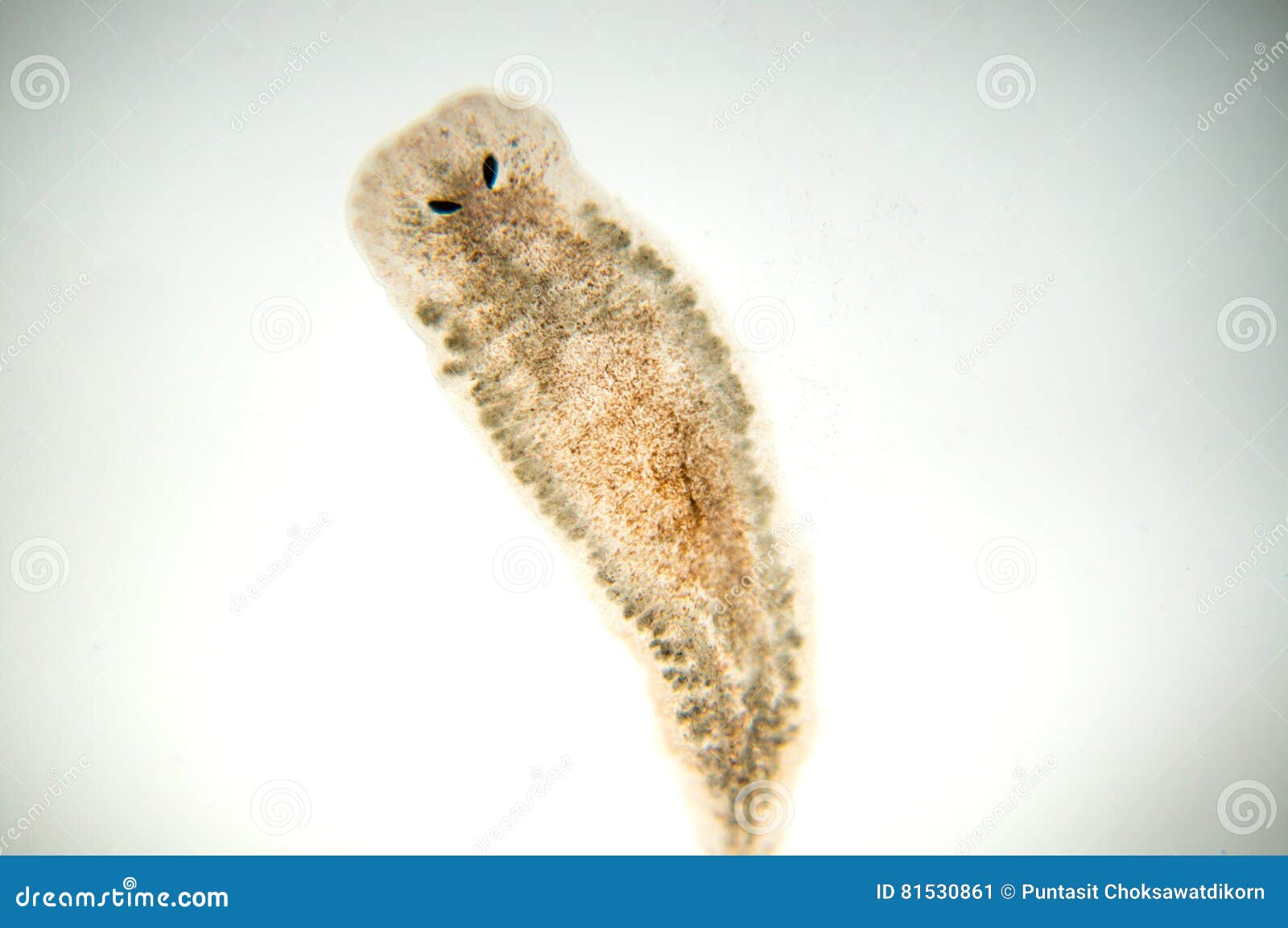 Planaria flatworm stock image. Image of nervous, planarian - 81530861