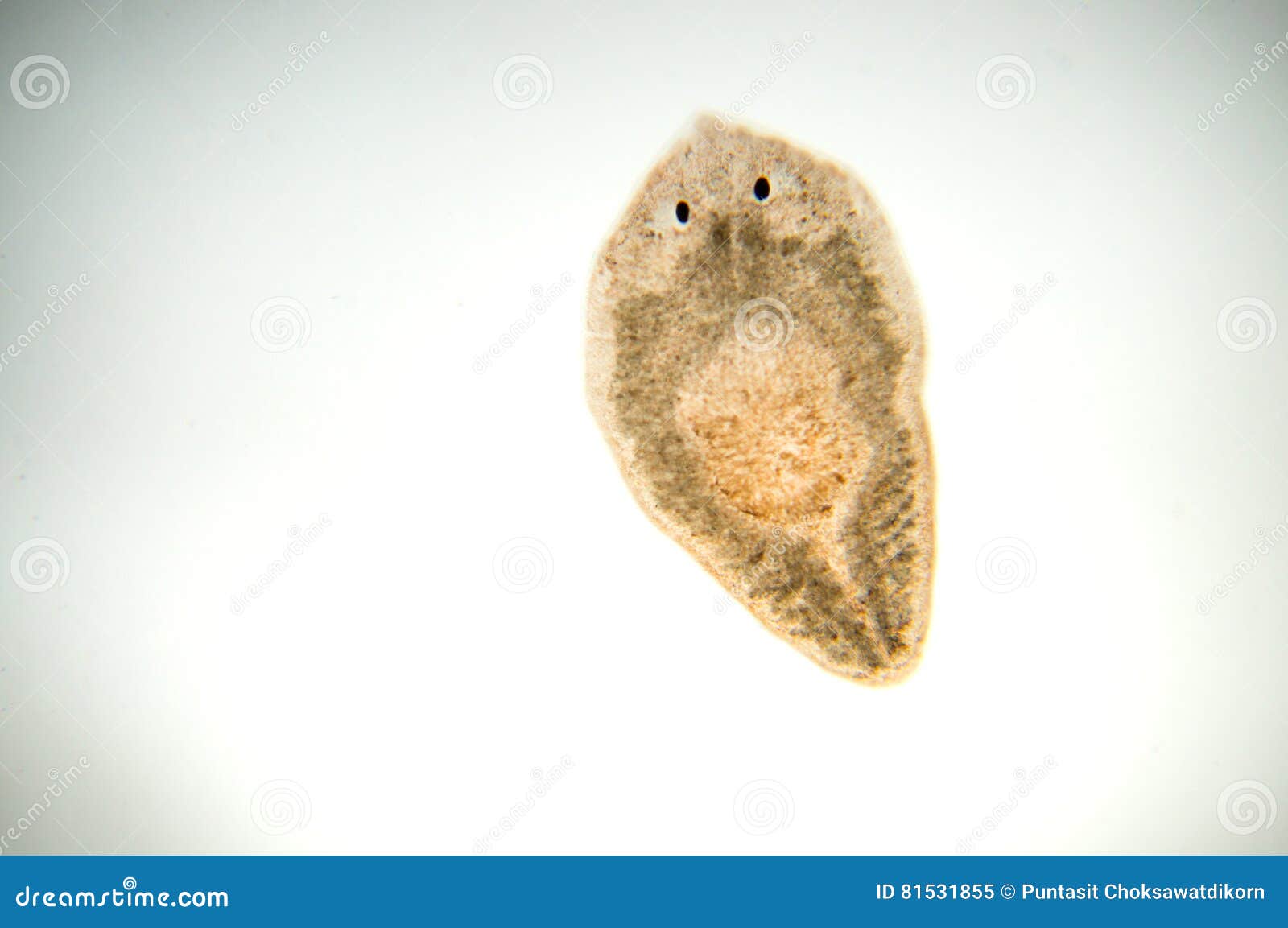 Planaria flatworm stock image. Image of animal, pharynx - 81531855