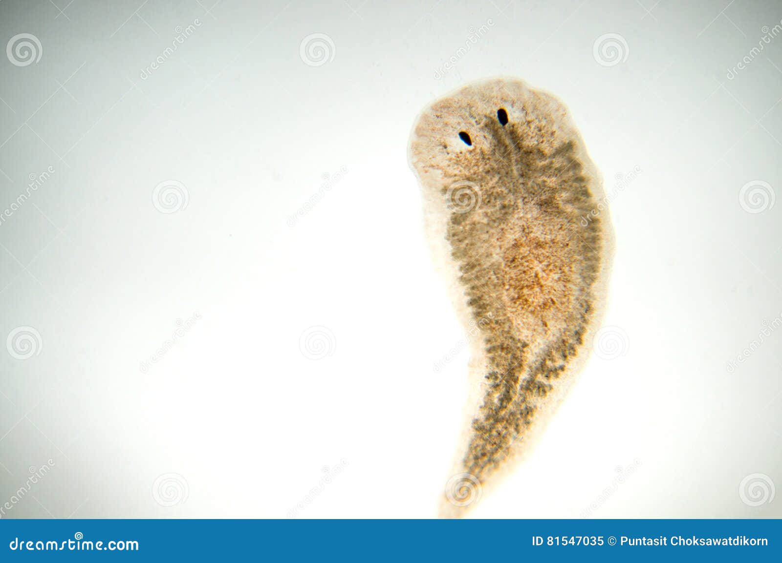 Planaria flatworm stock image. Image of microscopic, laboratory - 81547035