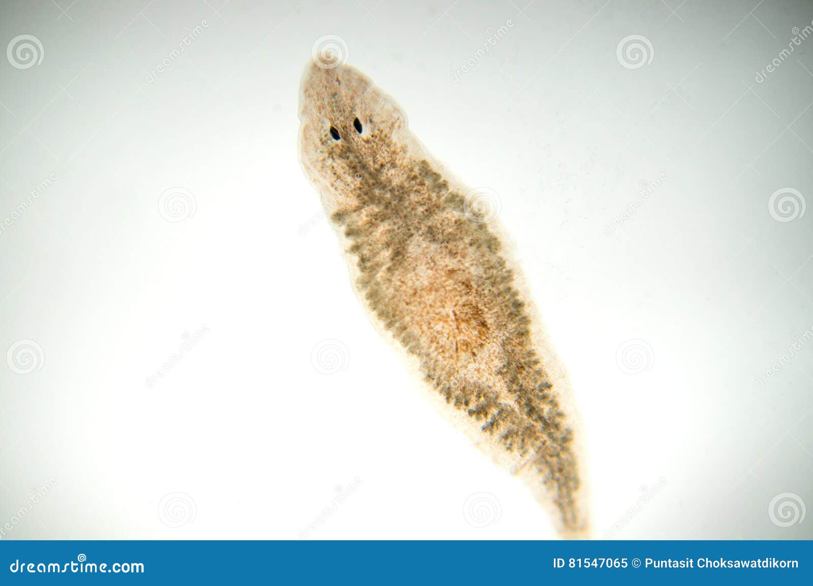 Planaria flatworm stock image. Image of anterior, microscopic - 81547065