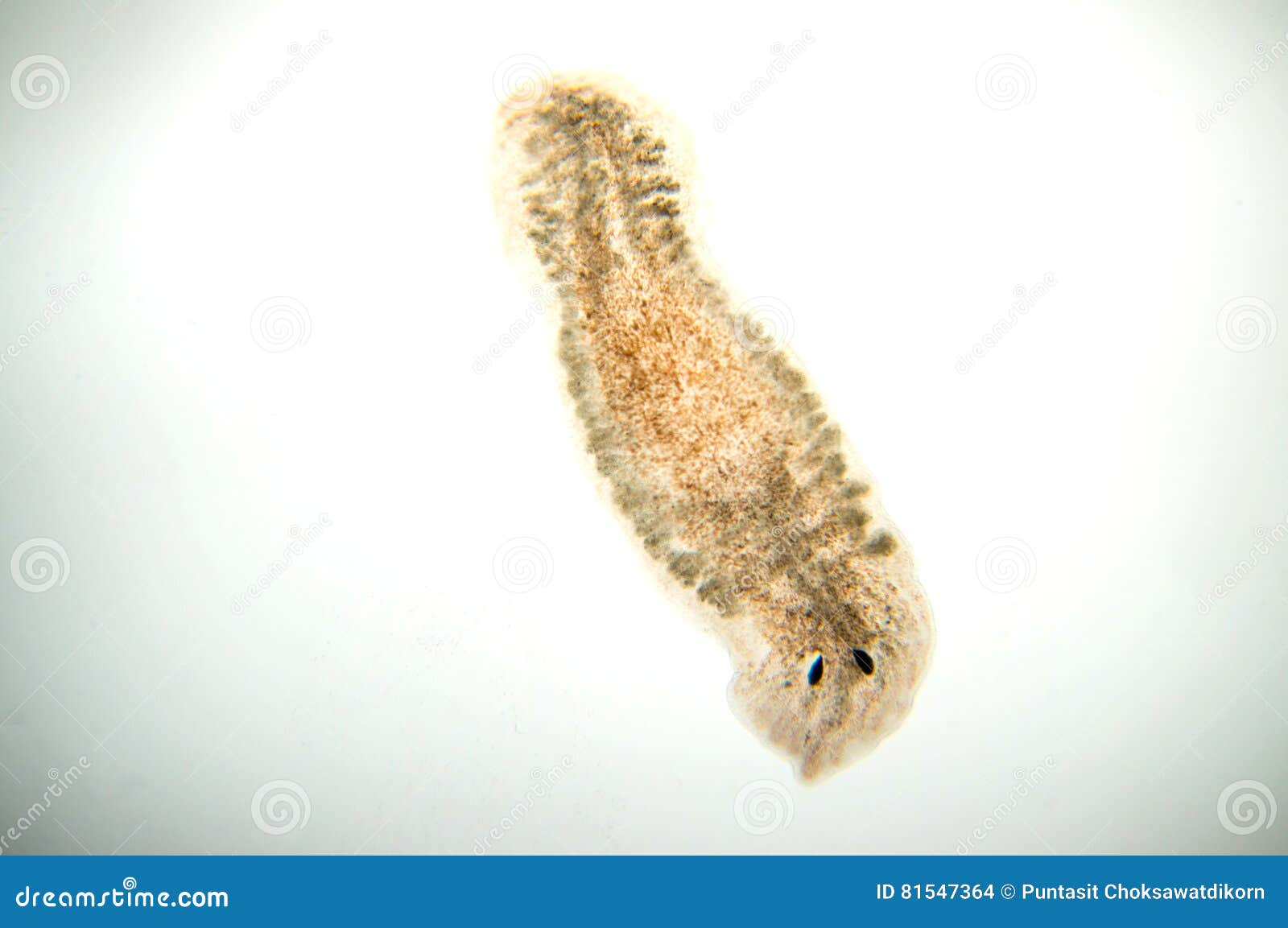 Planaria flatworm stock photo. Image of laboratory, cross - 81547364