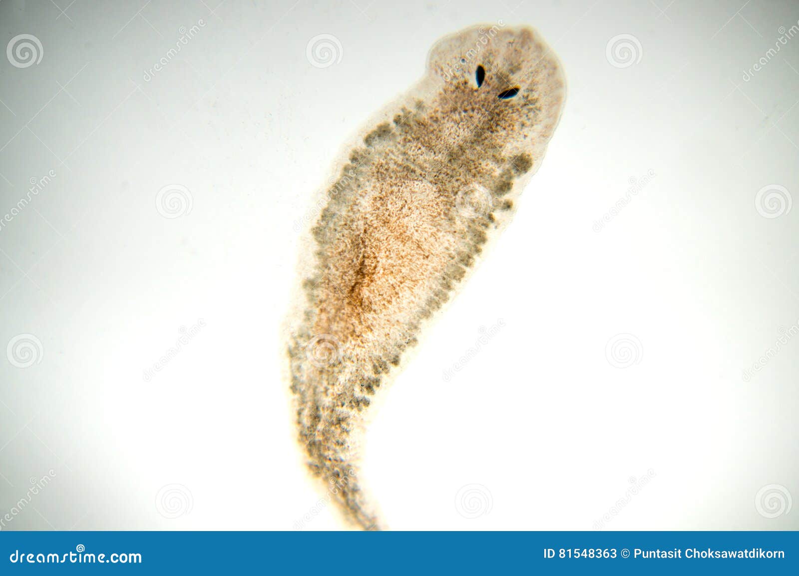 Planaria flatworm stock image. Image of crawling, land - 81548363