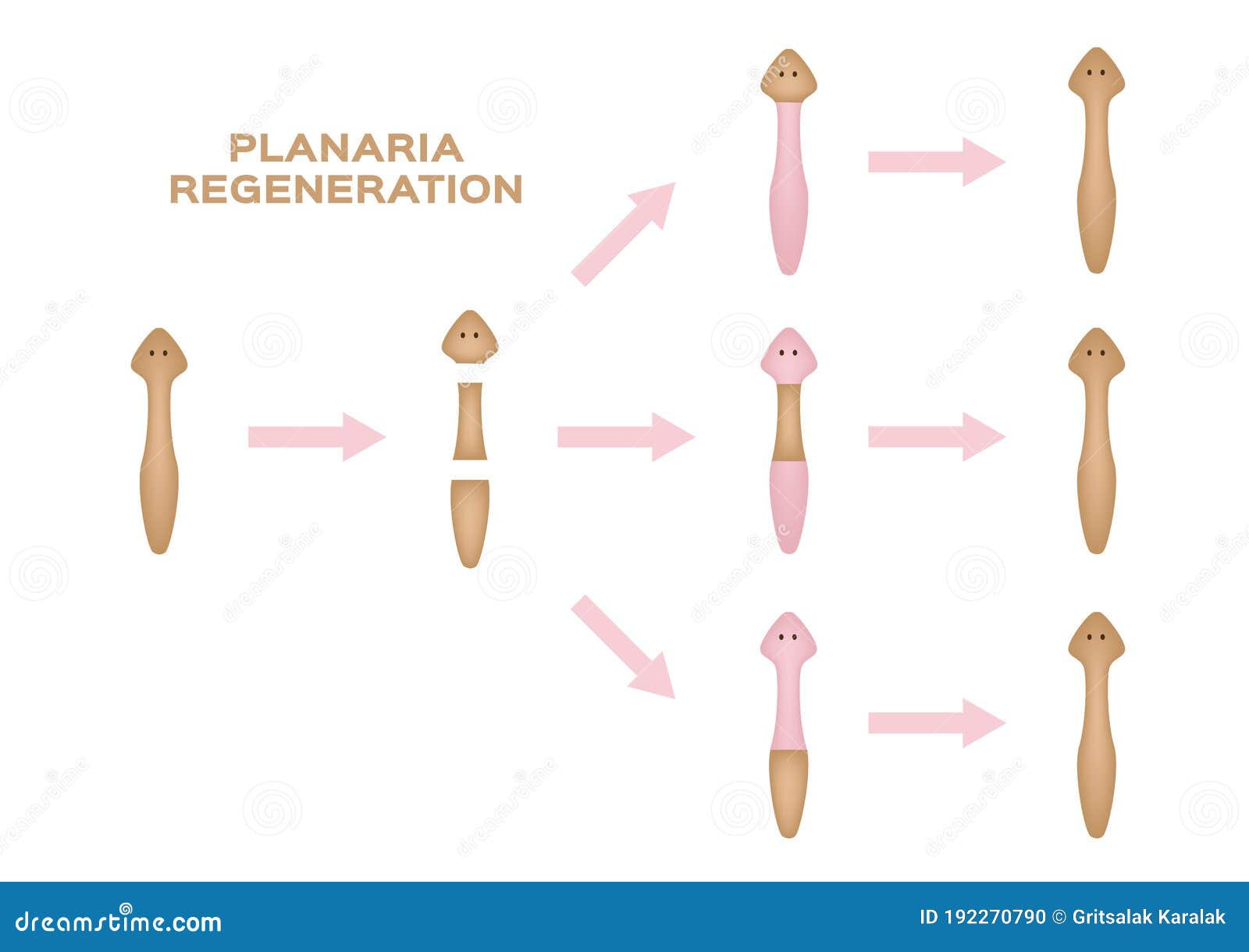 Planaria Regeneration. Divide One To Three Planaria Vector Stock Vector ...