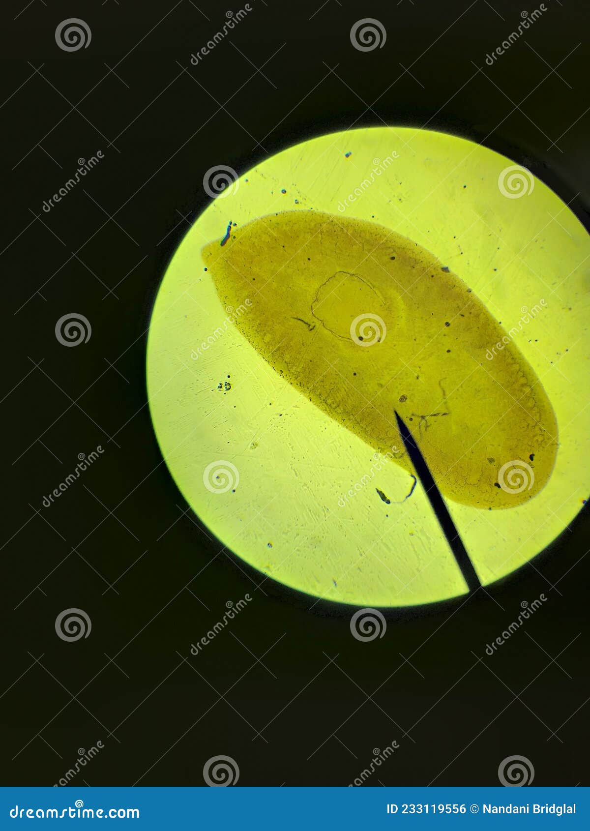 Planarian or Dugesia stock photo. Image of leaf, reflection - 233119556
