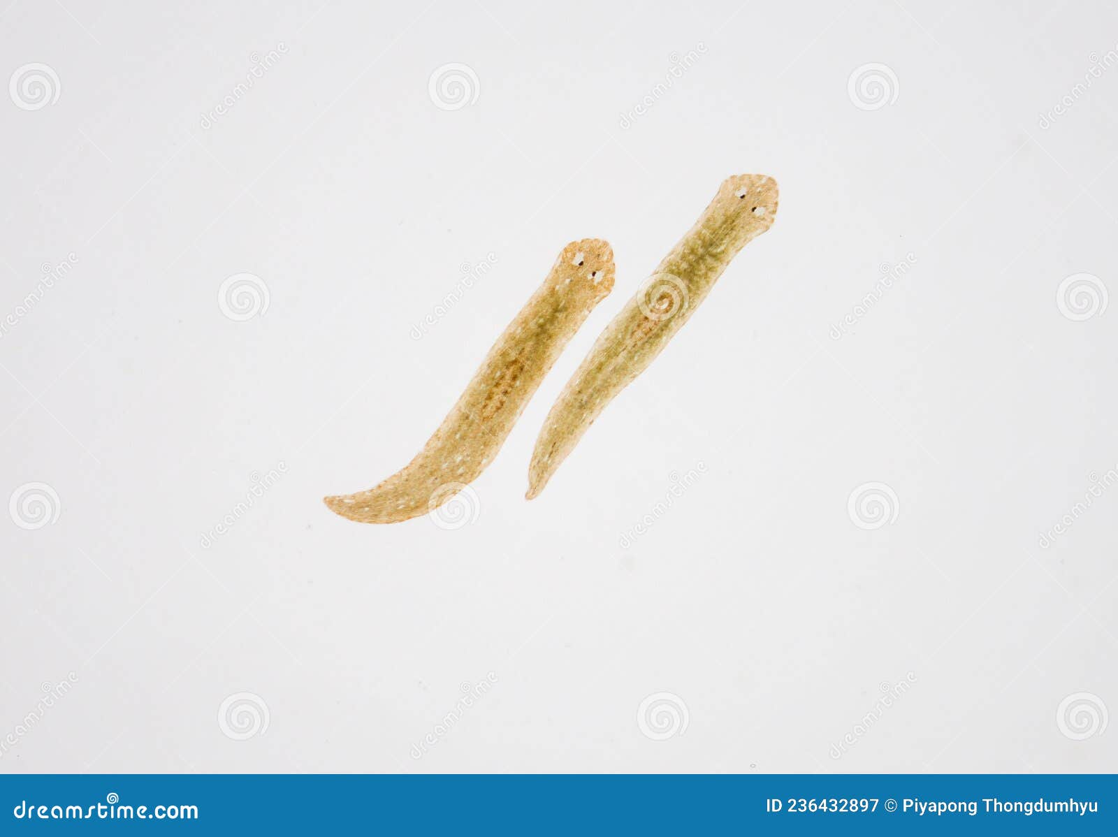 Planarian Parasite Flatworm Under Microscope. Stock Image - Image of ...