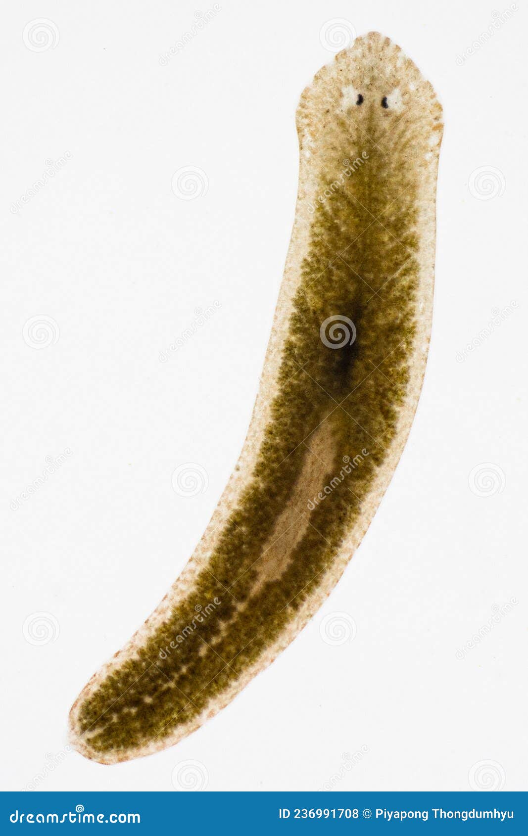 Planarian Parasite Flatworm Under Microscope. Stock Photo - Image of ...