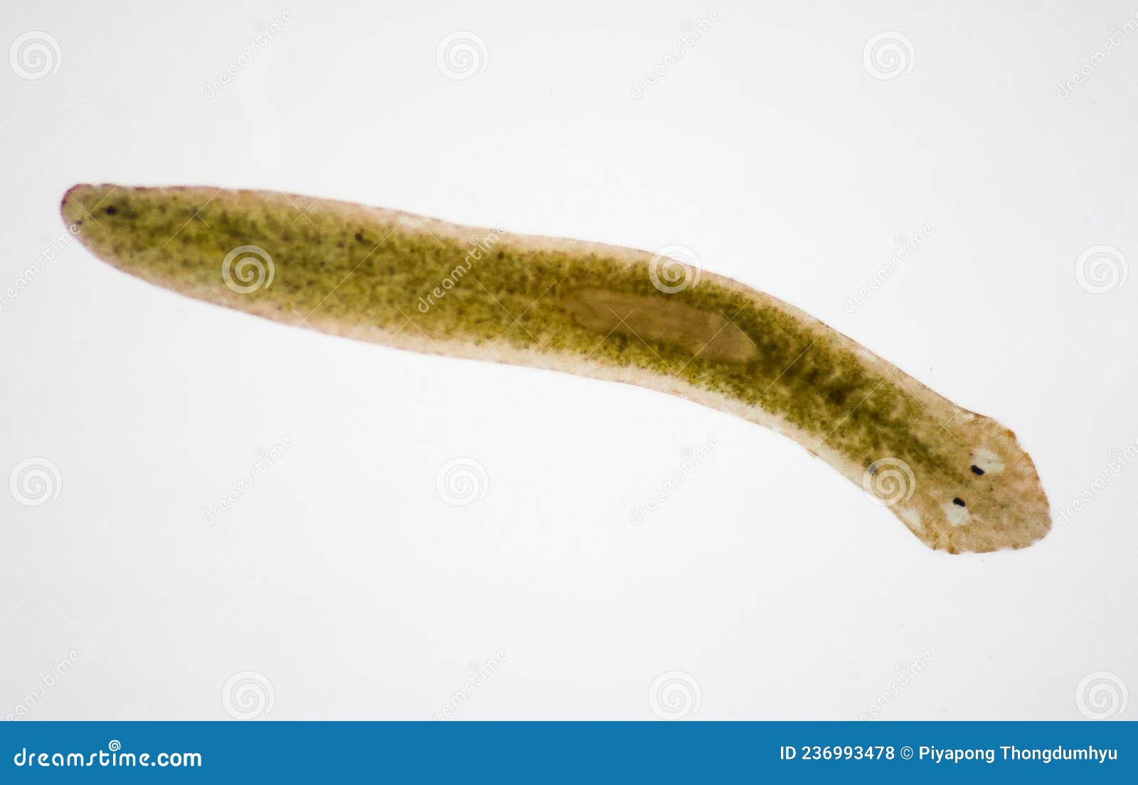 Flatworm Parasite