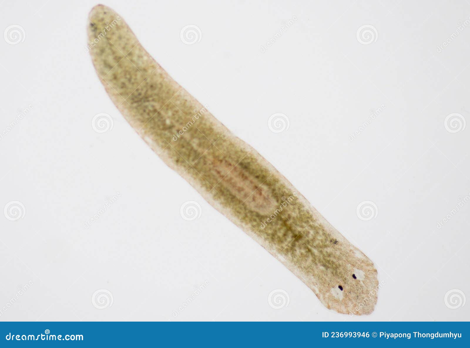 Planarian Parasite Flatworm Under Microscope. Stock Photo - Image of ...