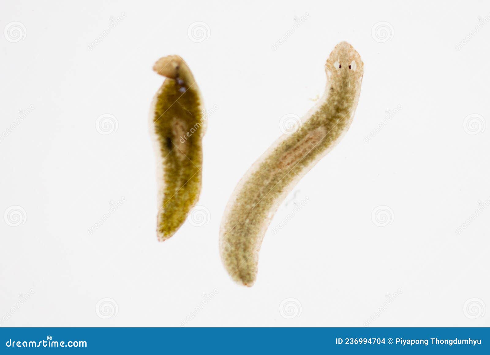 Planarian Parasite Flatworm Under Microscope. Stock Photo - Image of ...