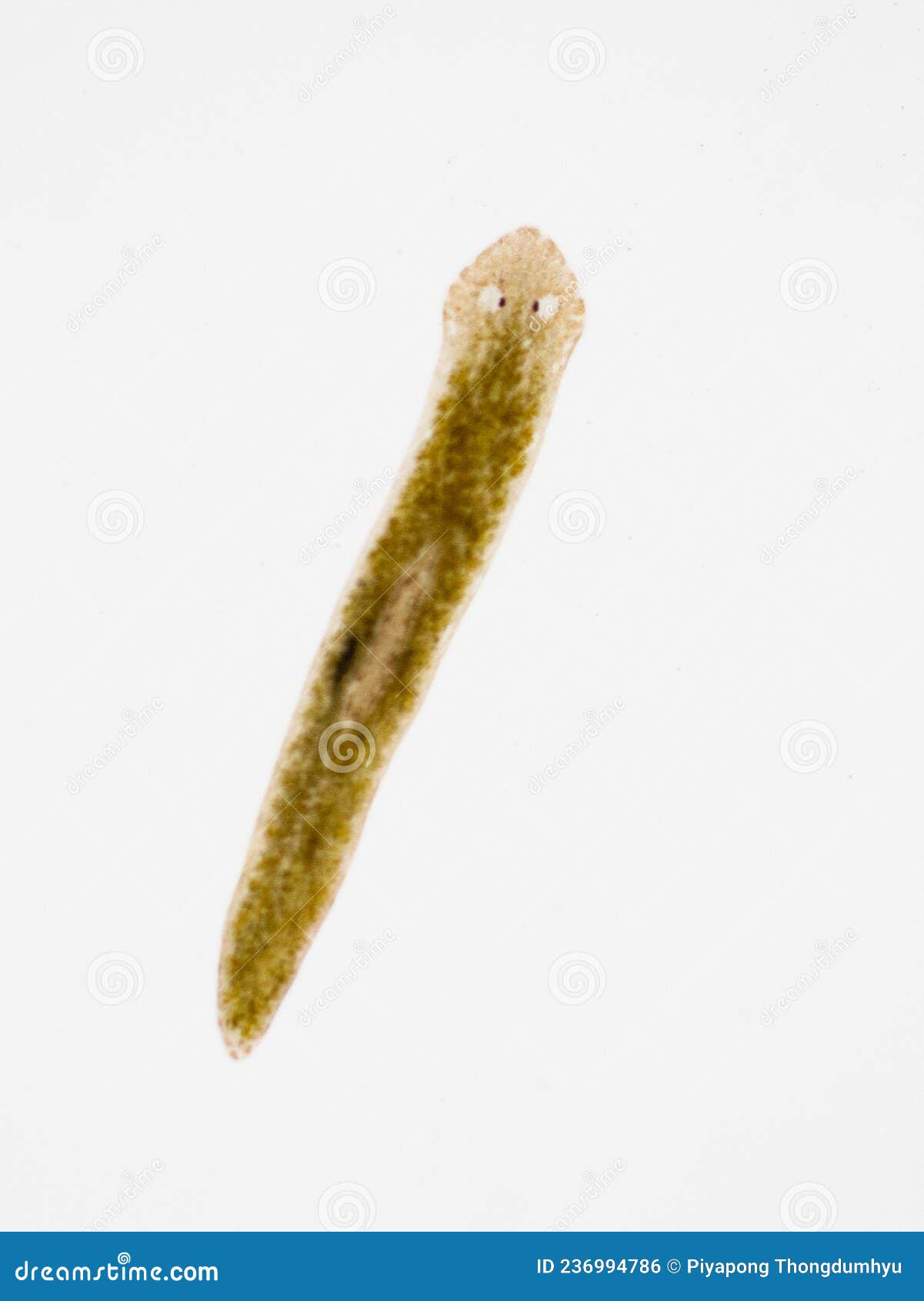 Planarian Parasite Flatworm Under Microscope. Stock Photo - Image of ...