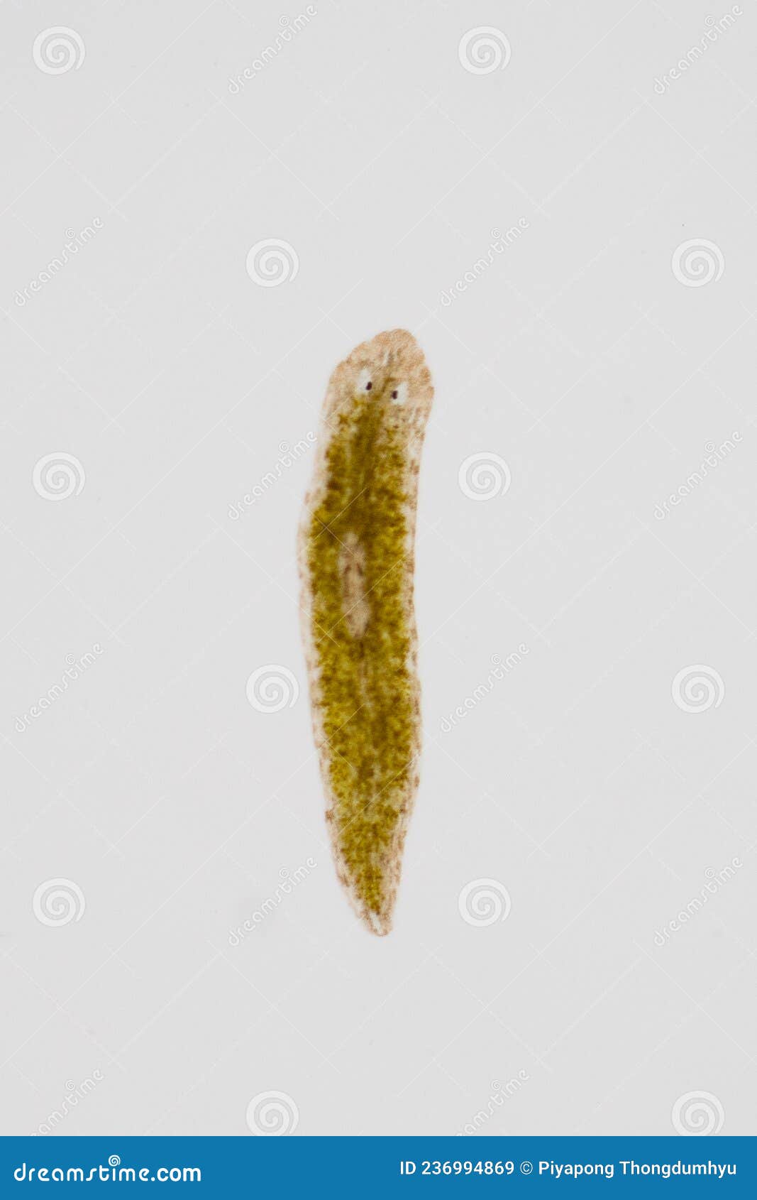 Planarian Parasite Flatworm Under Microscope. Stock Image - Image of ...