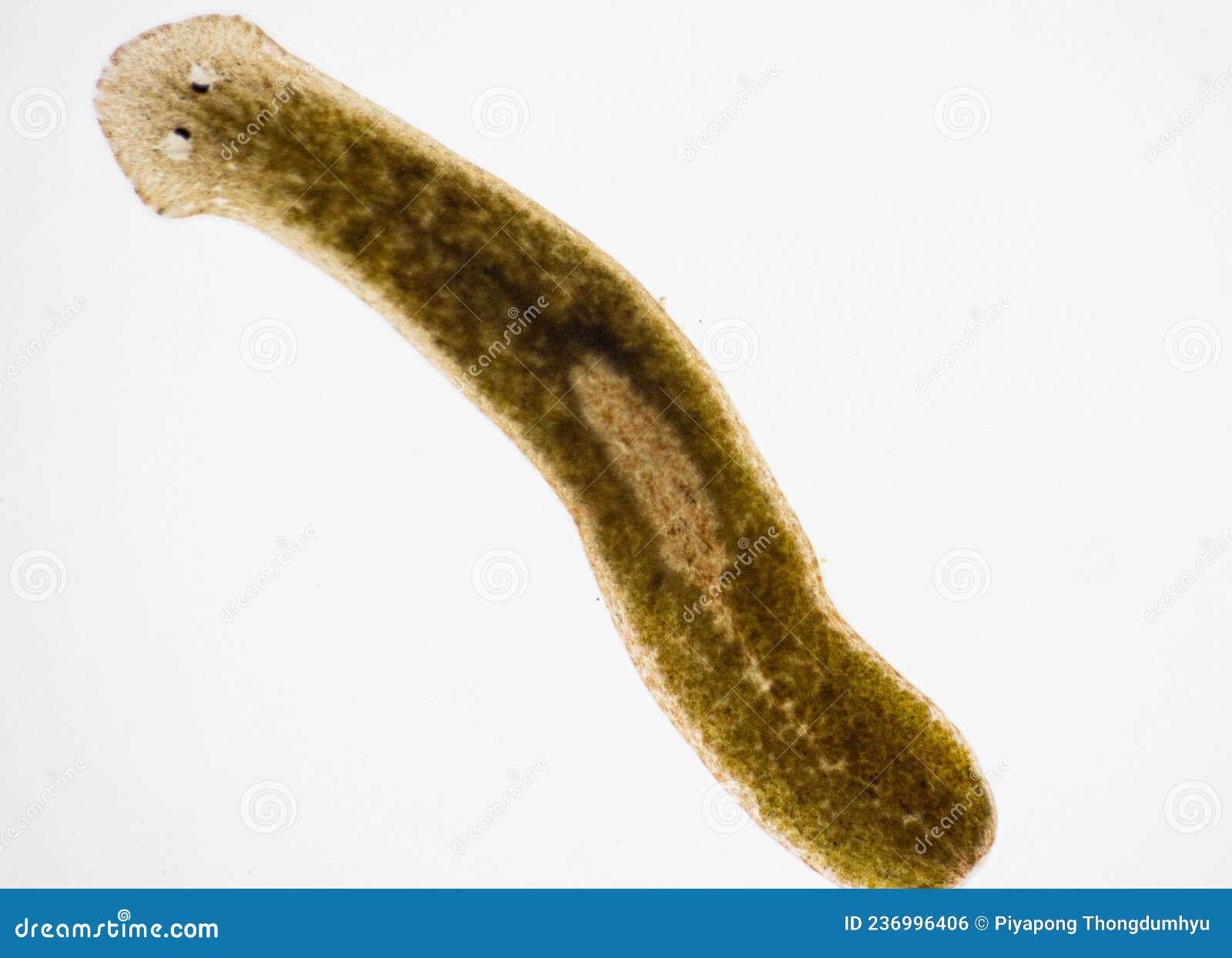 Planarian Parasite Flatworm Under Microscope. Stock Photo - Image of ...
