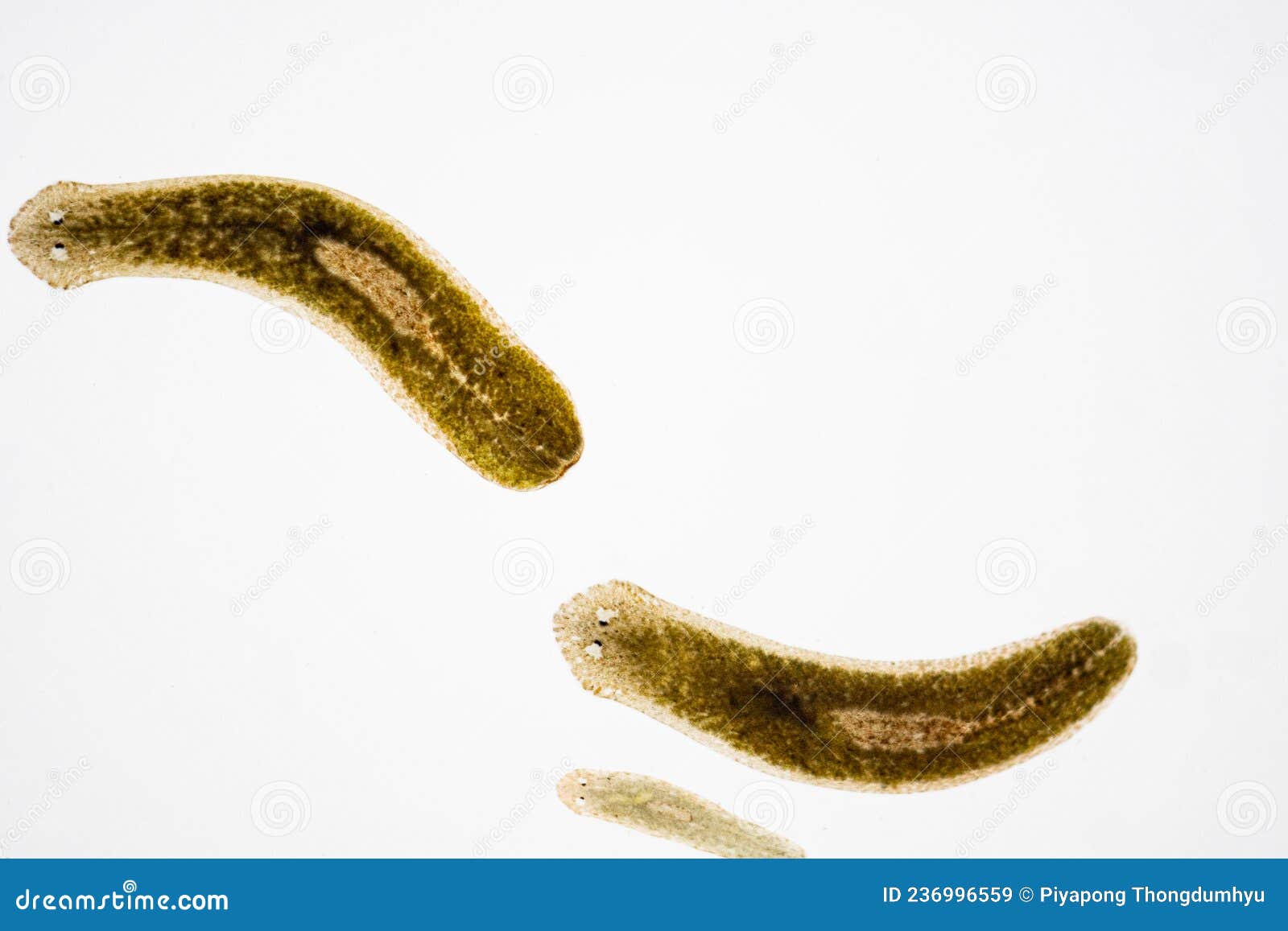 Planarian Parasite Flatworm Under Microscope. Stock Image - Image of ...