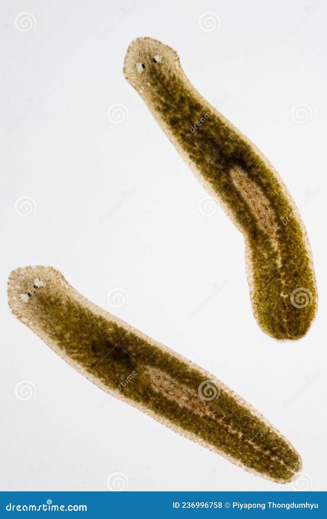 Planarian Parasite Flatworm Under Microscope. Stock Photo - Image of ...