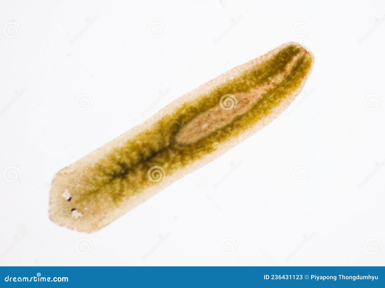 Planarian Parasite Flatworm Under Microscope. Stock Image - Image of ...