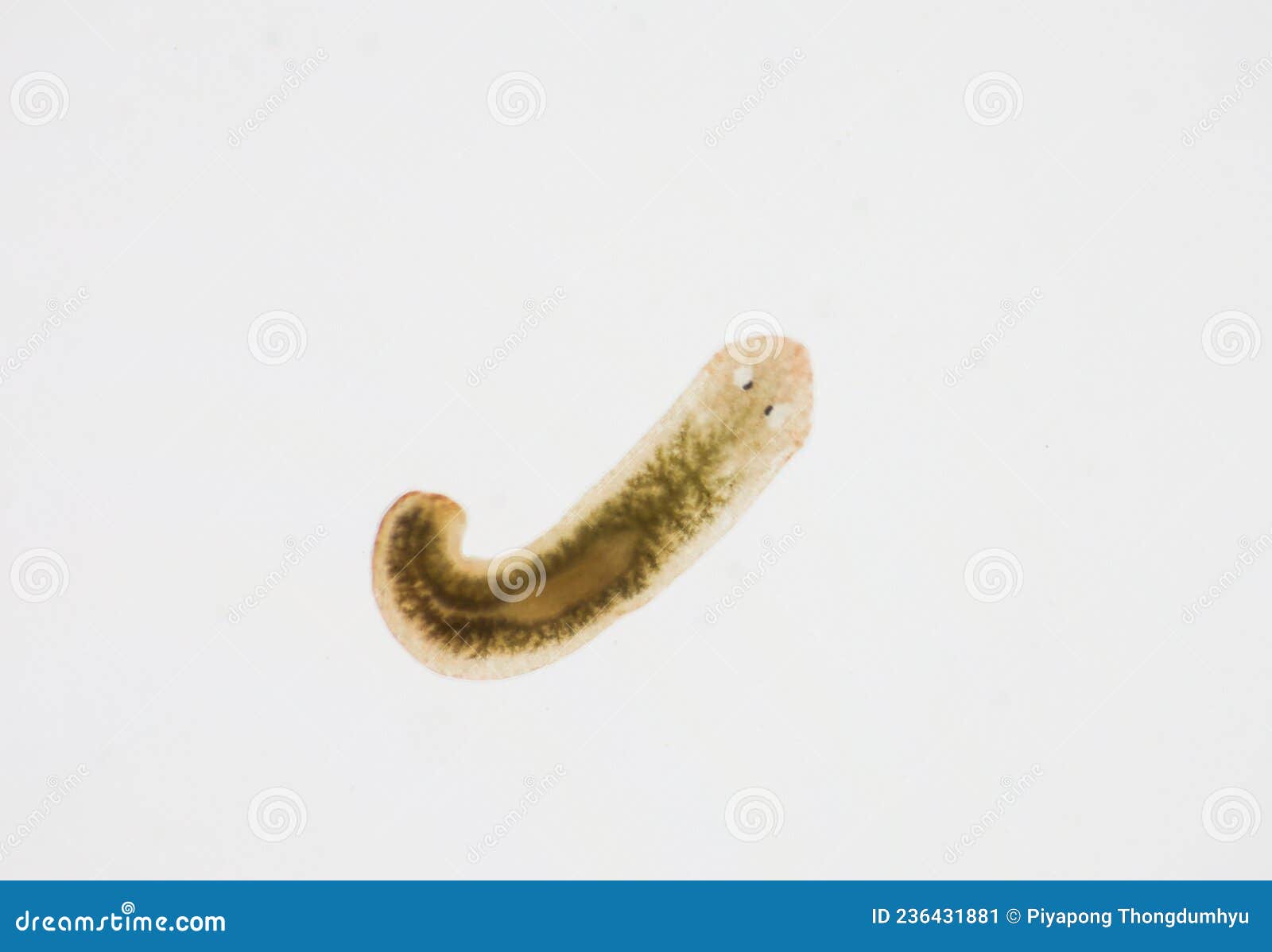 Planarian Parasite Flatworm Under Microscope. Stock Image - Image of ...