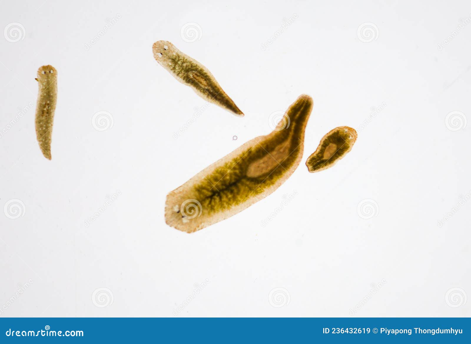 Planarian Parasite Flatworm Under Microscope. Royalty-Free Stock ...