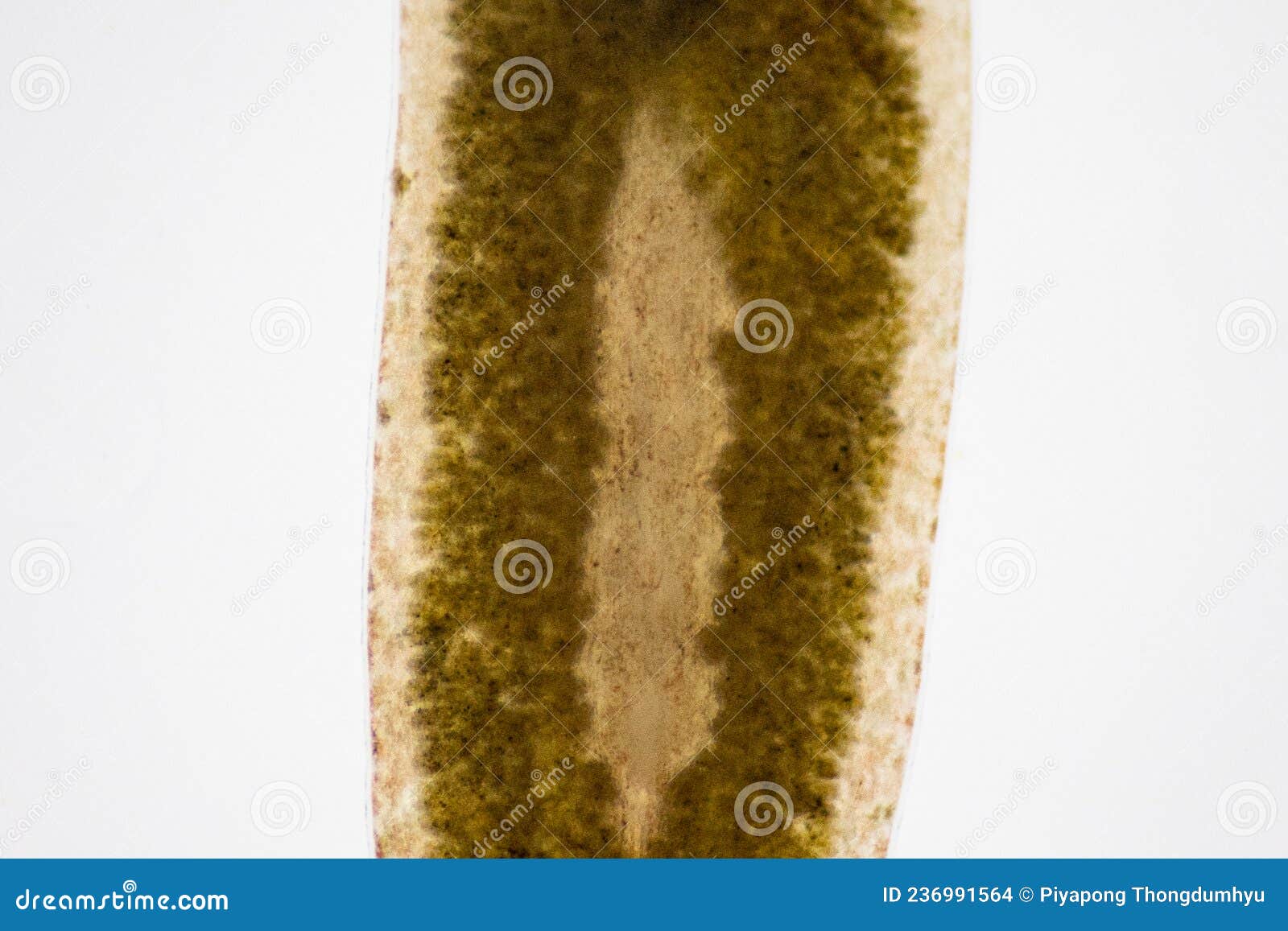 Planarian Parasite Flatworm Under Microscope. Stock Photo - Image of ...