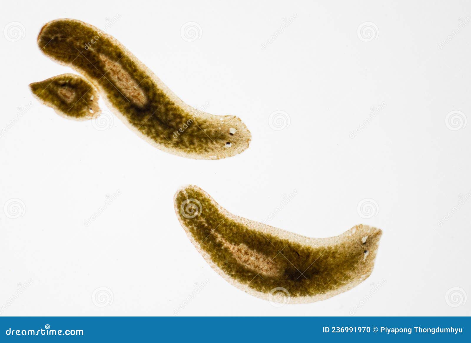 Planarian Parasite Flatworm Under Microscope. Stock Photo - Image of ...