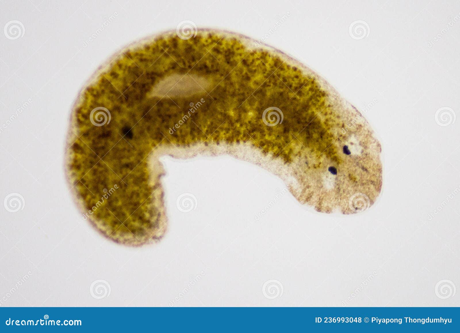 Planarian Parasite Flatworm Under Microscope. Stock Photo - Image of ...
