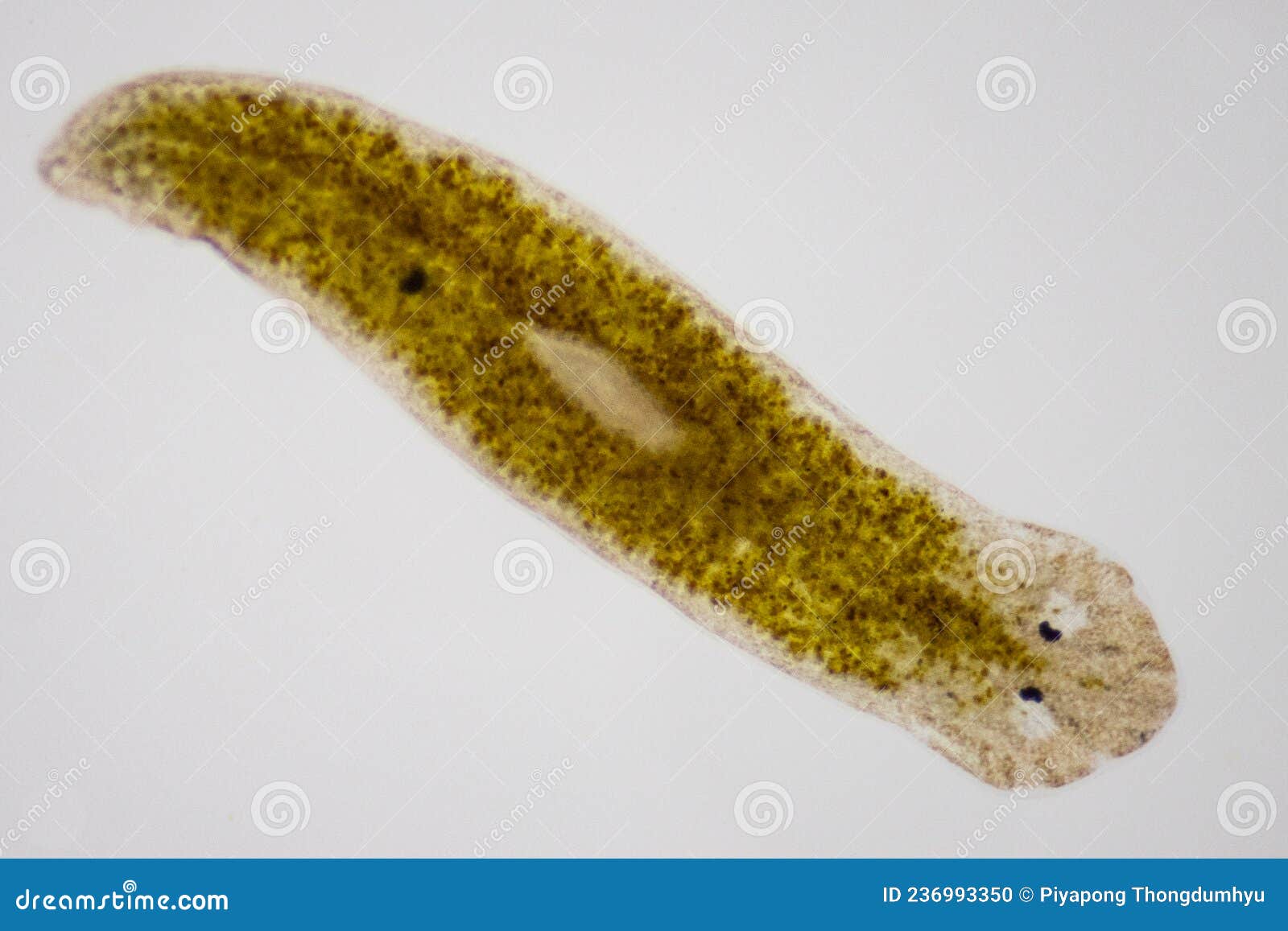 Planarian Parasite Flatworm Under Microscope. Stock Photo - Image of ...