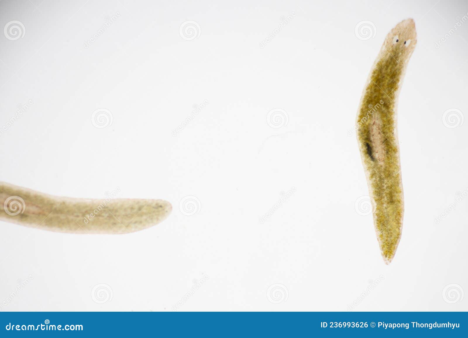 Planarian Parasite Flatworm Under Microscope. Stock Photo - Image of ...