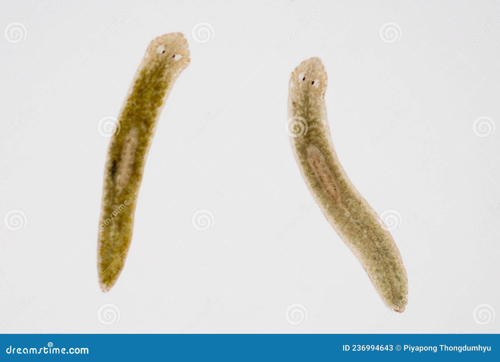 Planarian Parasite Flatworm Under Microscope. Stock Image - Image of ...