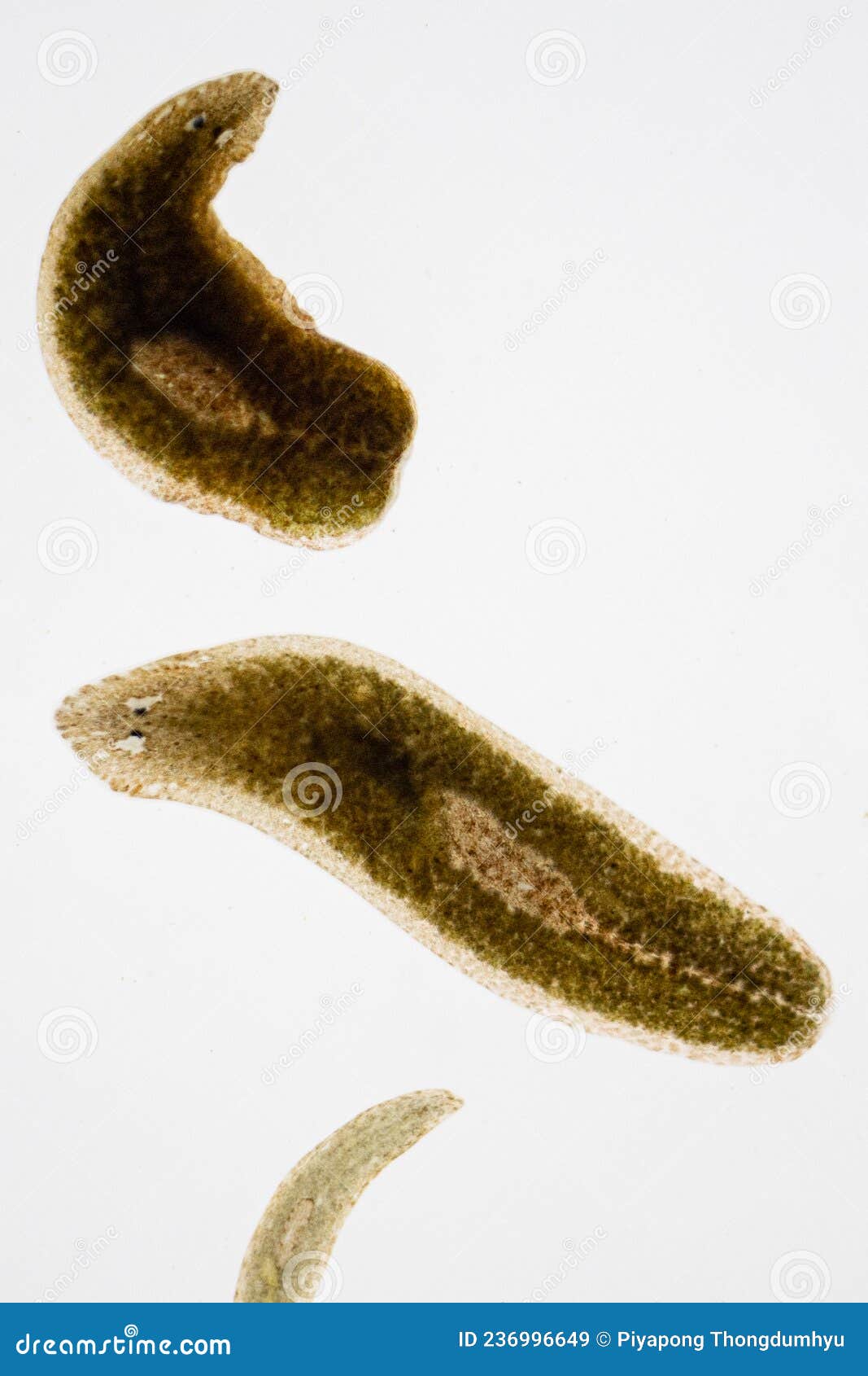 Flatworm Parasite