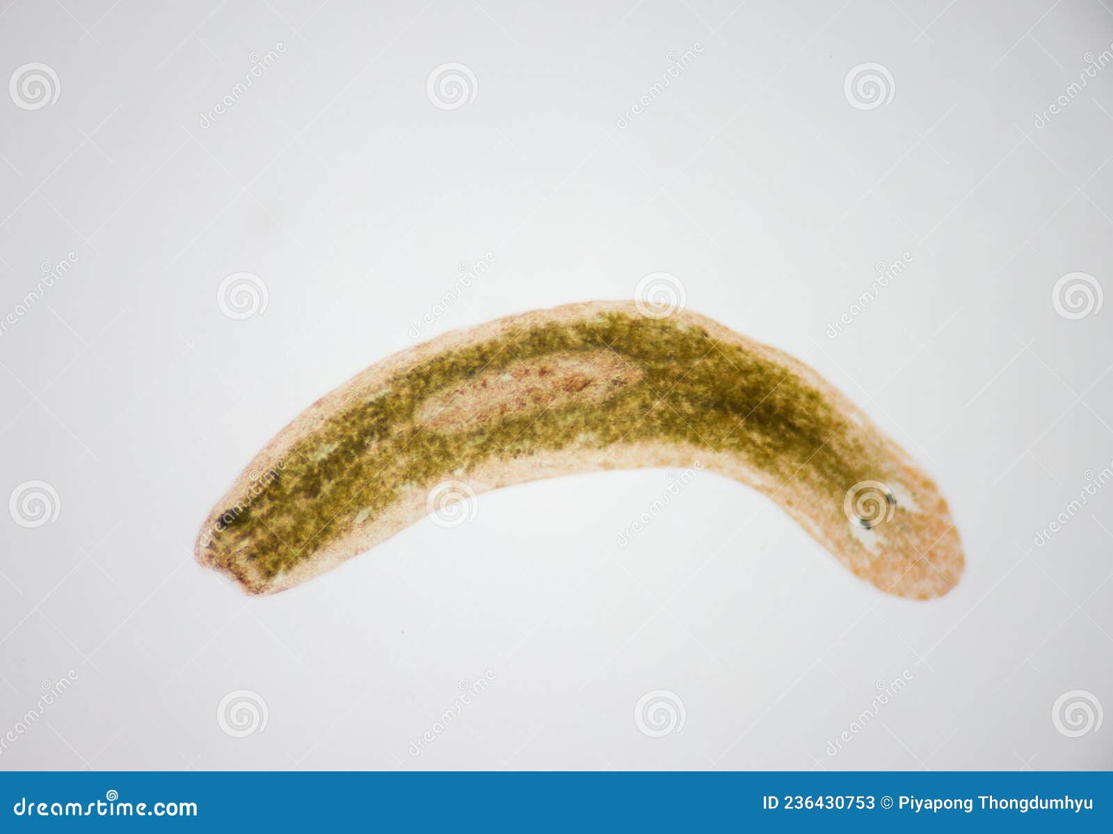 Planarian Parasite Flatworm Under Microscope. Stock Image - Image of ...