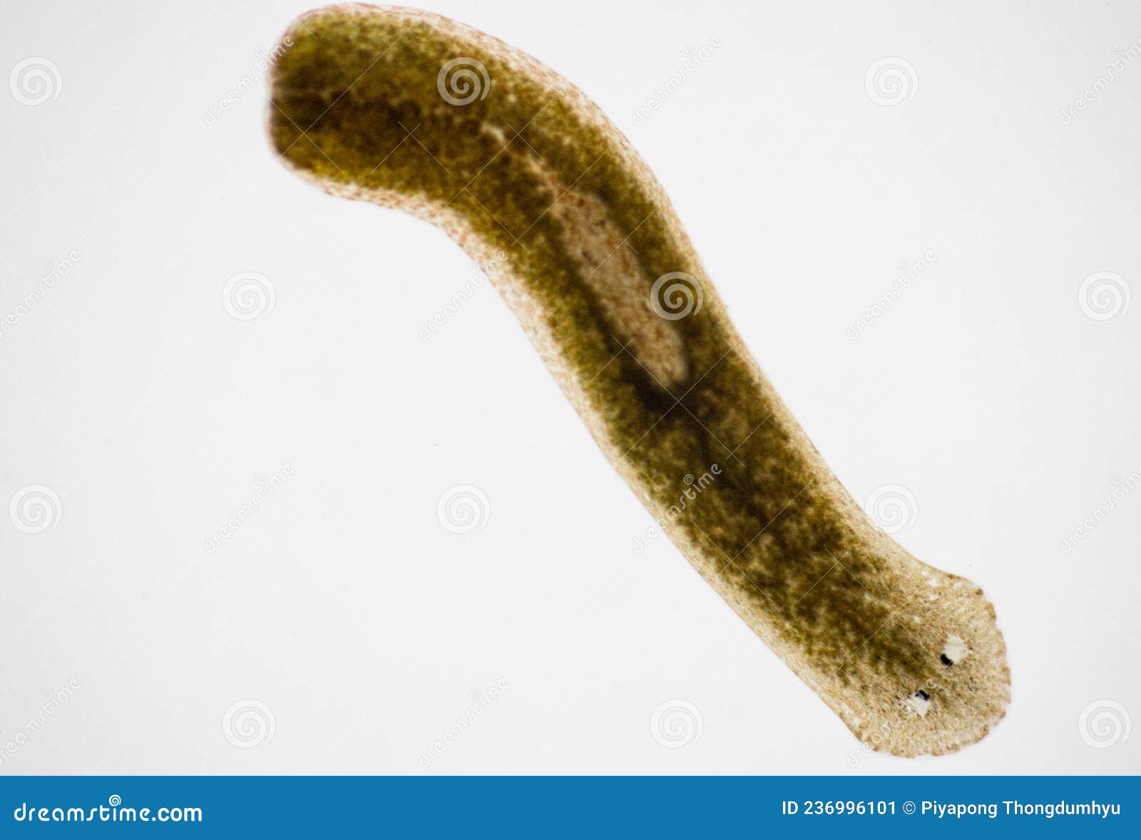Flatworm Parasite