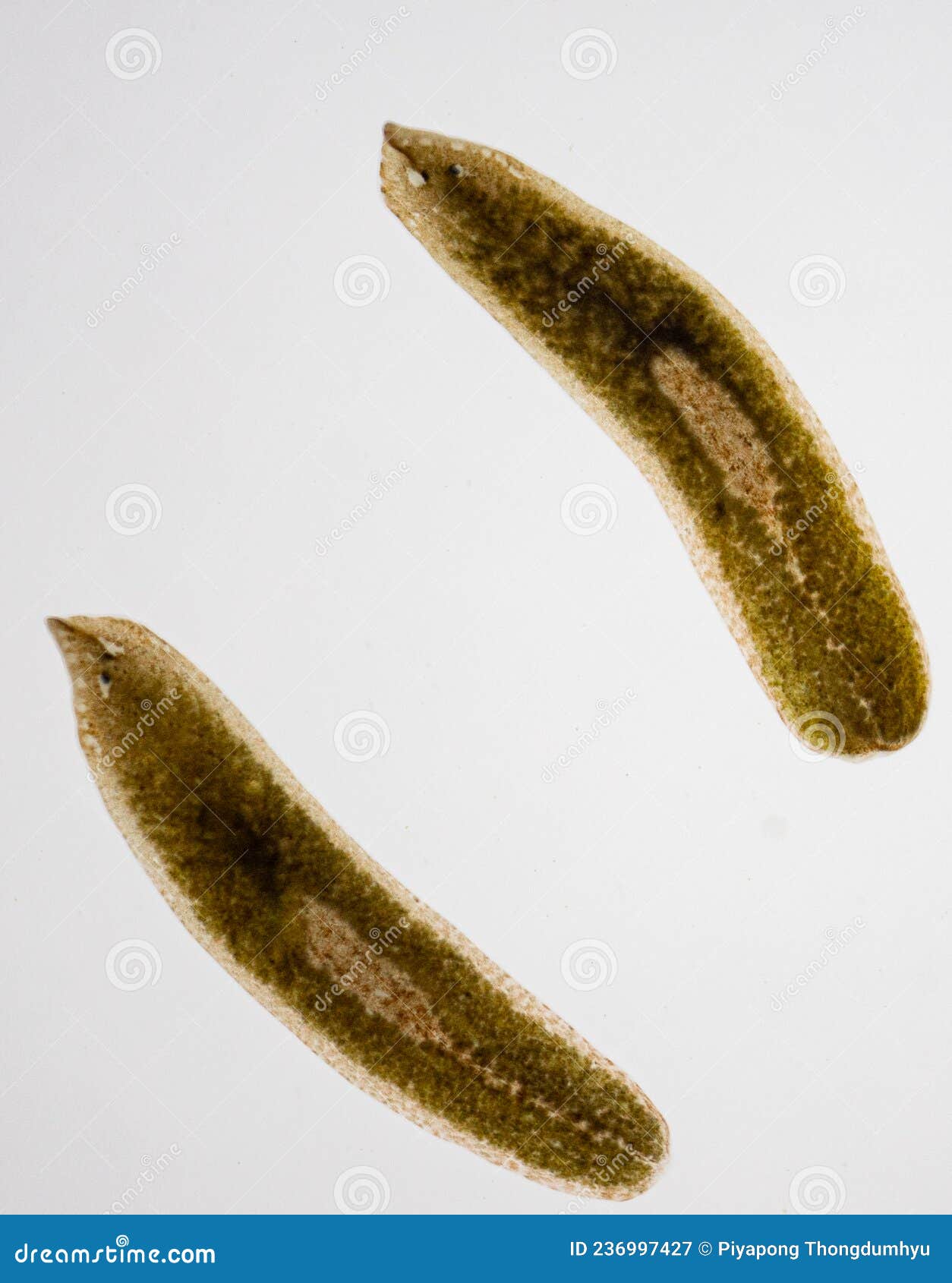 Flatworm Parasite