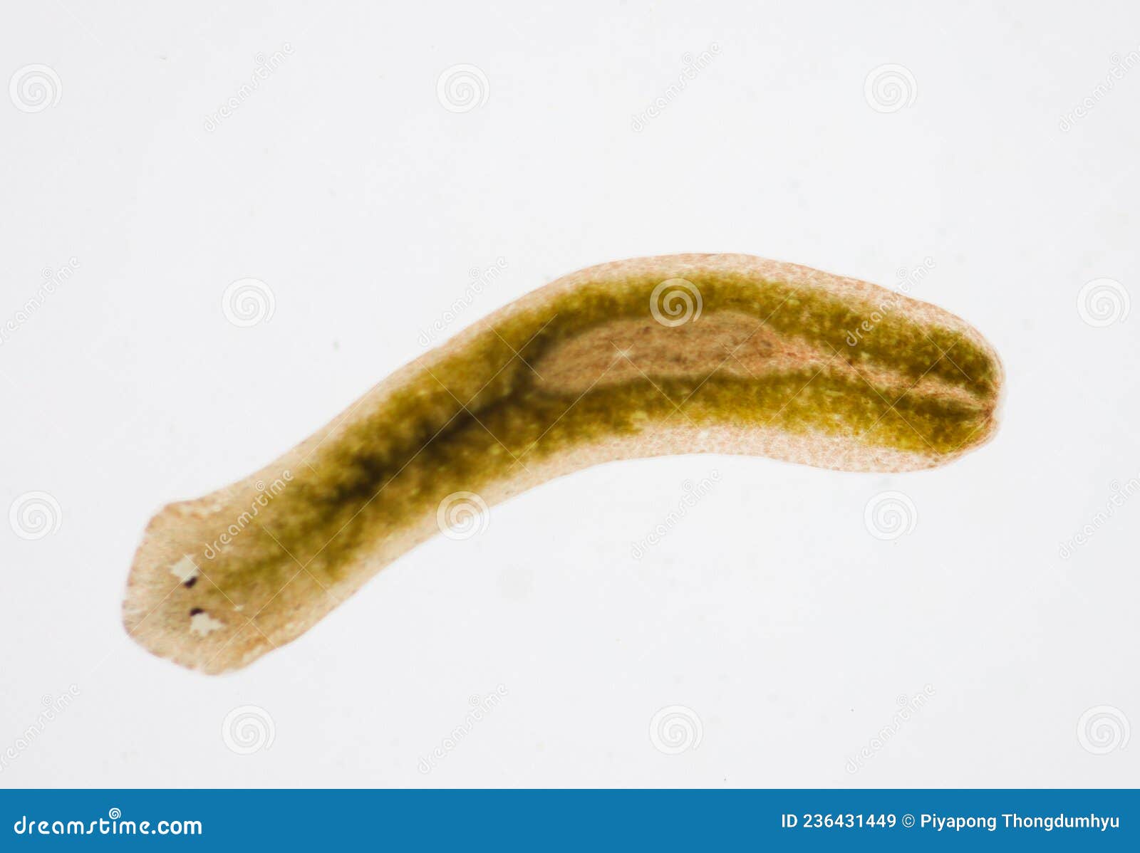 Planarian Parasite Flatworm Under Microscope. Stock Image - Image of ...