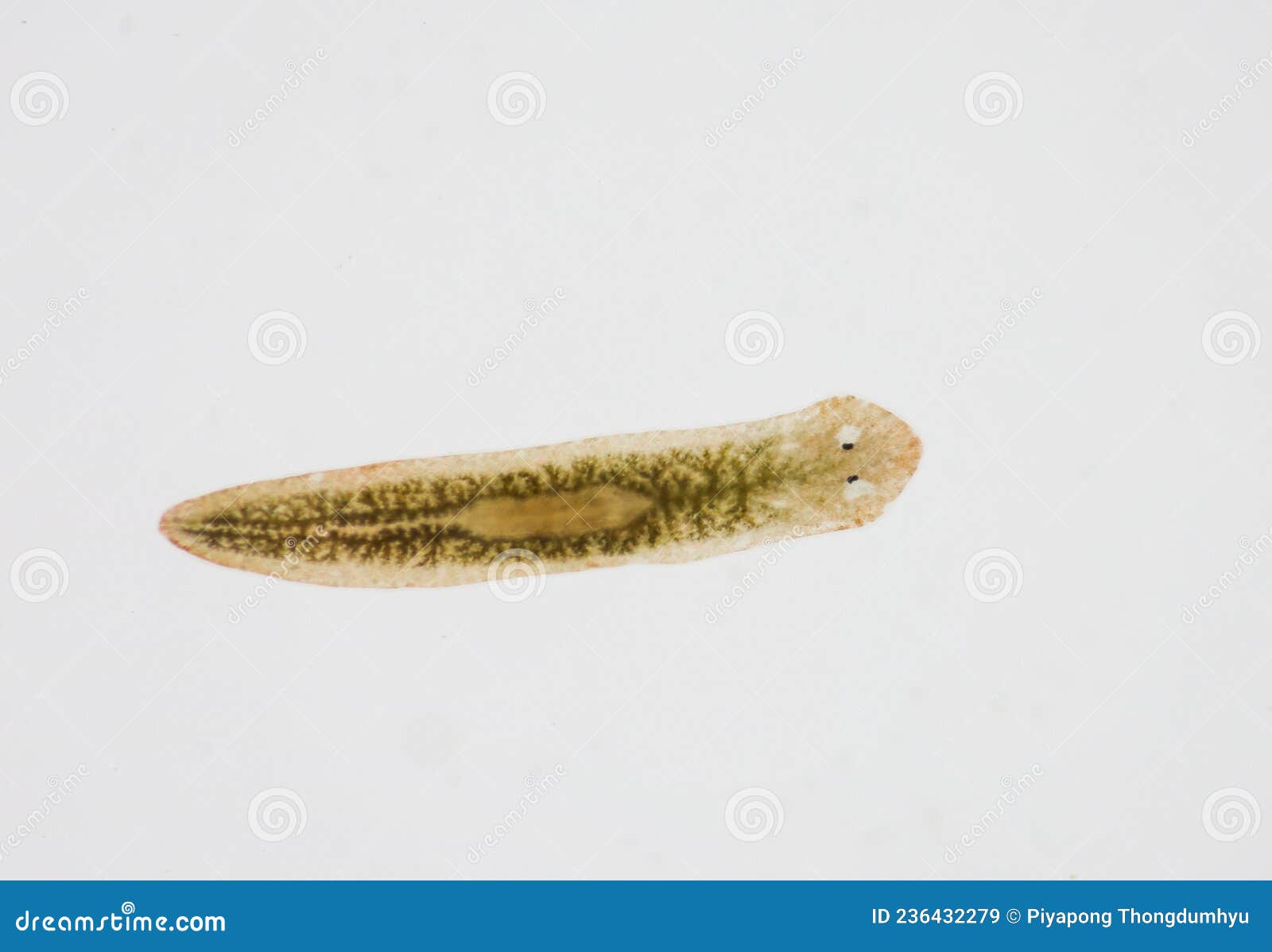 Planarian Parasite Flatworm Under Microscope. Royalty-Free Stock ...