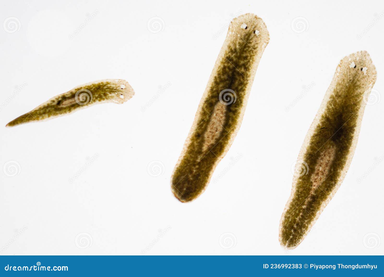 Planarian Parasite Flatworm Under Microscope. Stock Image - Image of ...