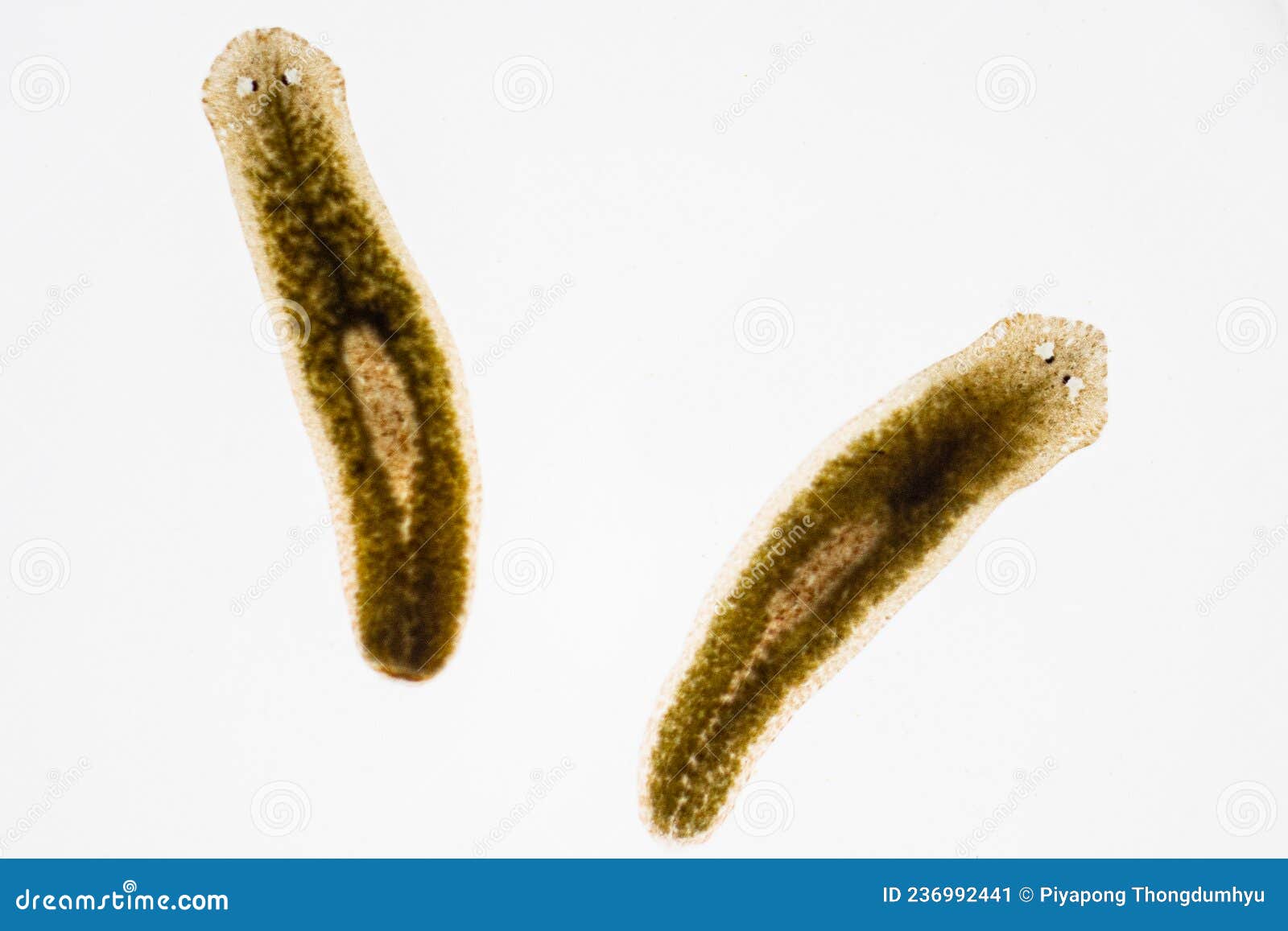 Planarian Parasite Flatworm Under Microscope. Stock Image - Image of ...