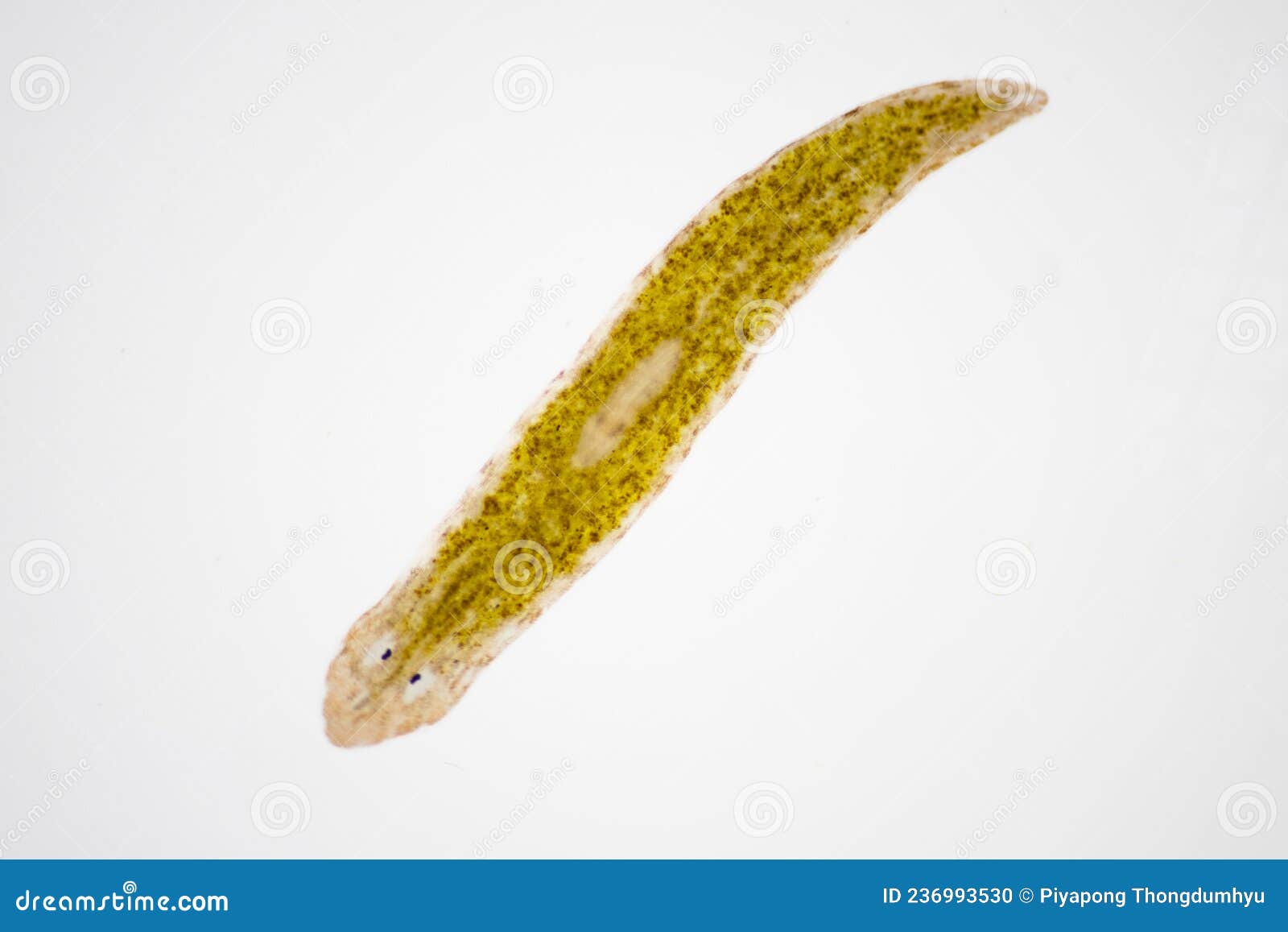 Planarian Parasite Flatworm Under Microscope. Stock Photo - Image of ...