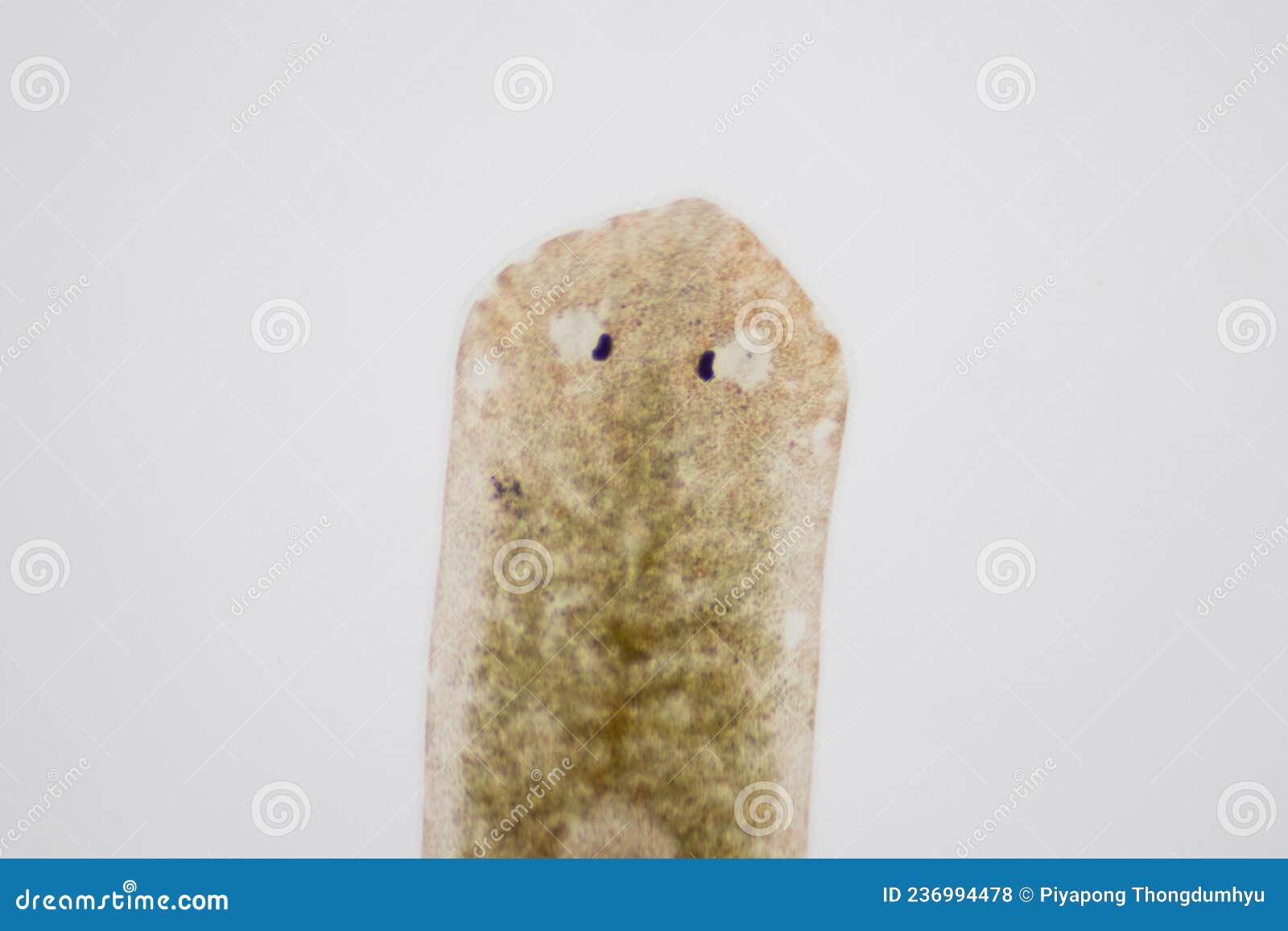 Flatworm Parasite