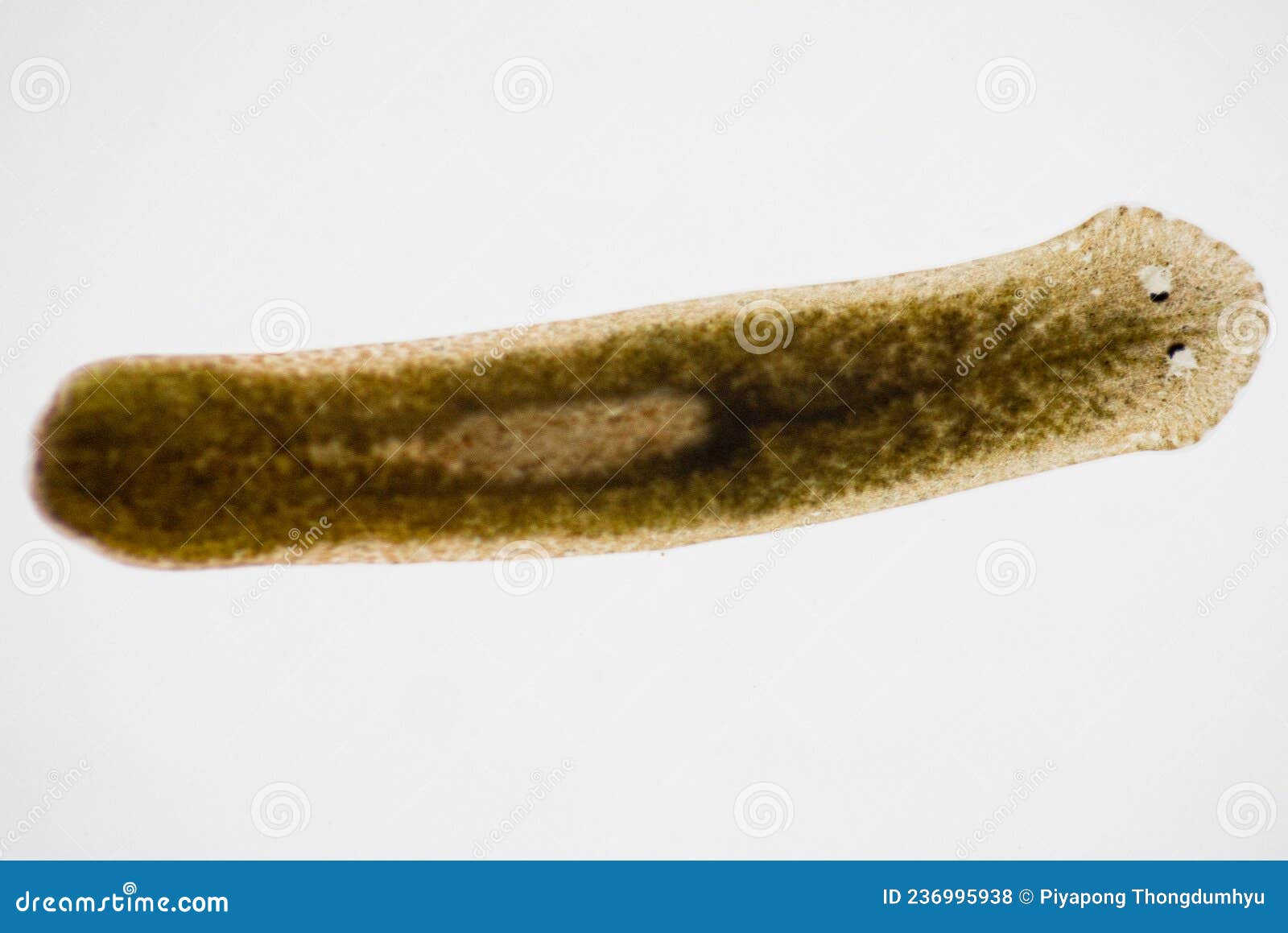 Planarian Parasite Flatworm Under Microscope. Stock Photo ...