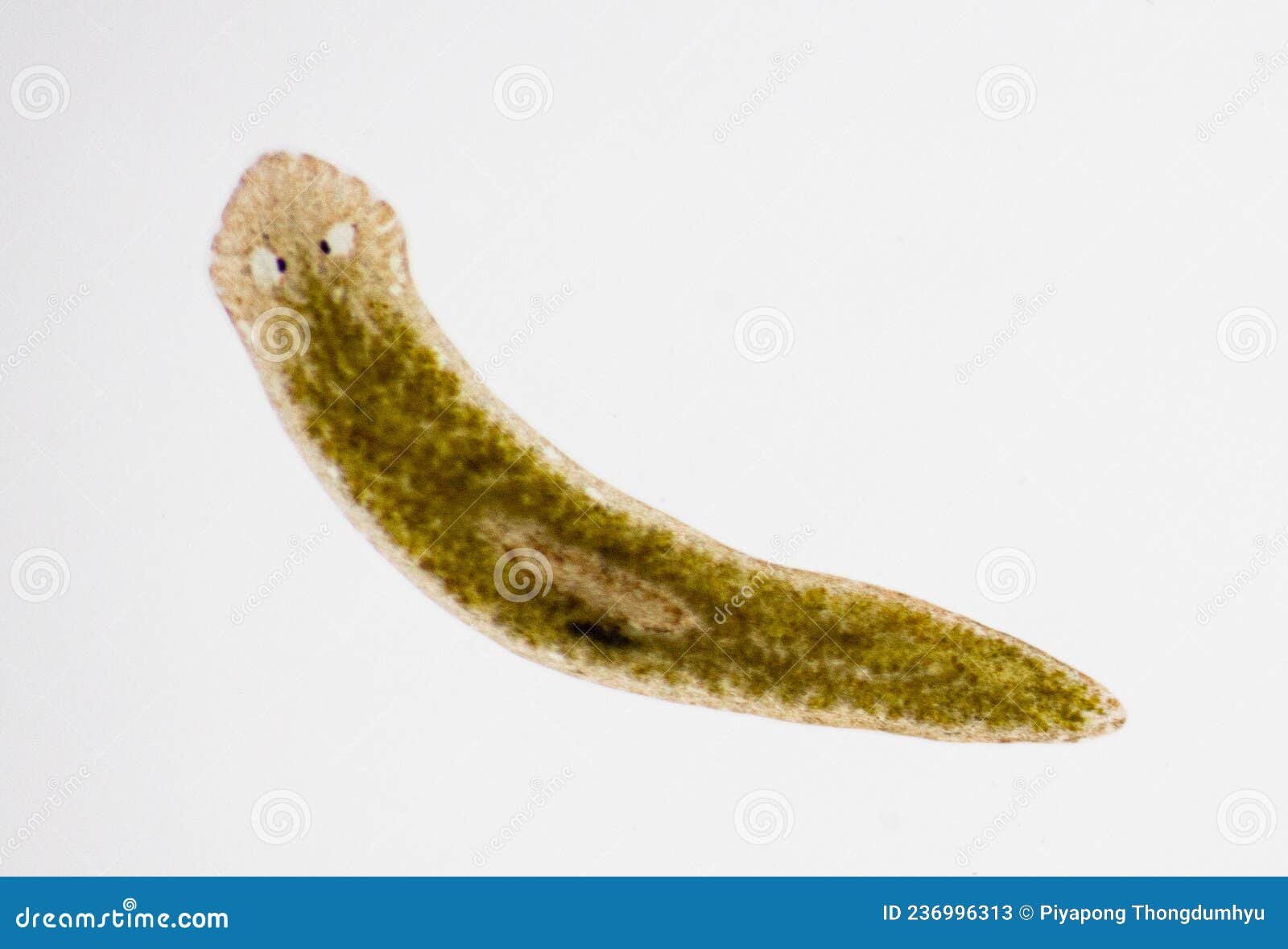 Planarian Parasite Flatworm Under Microscope. Stock Image - Image of ...