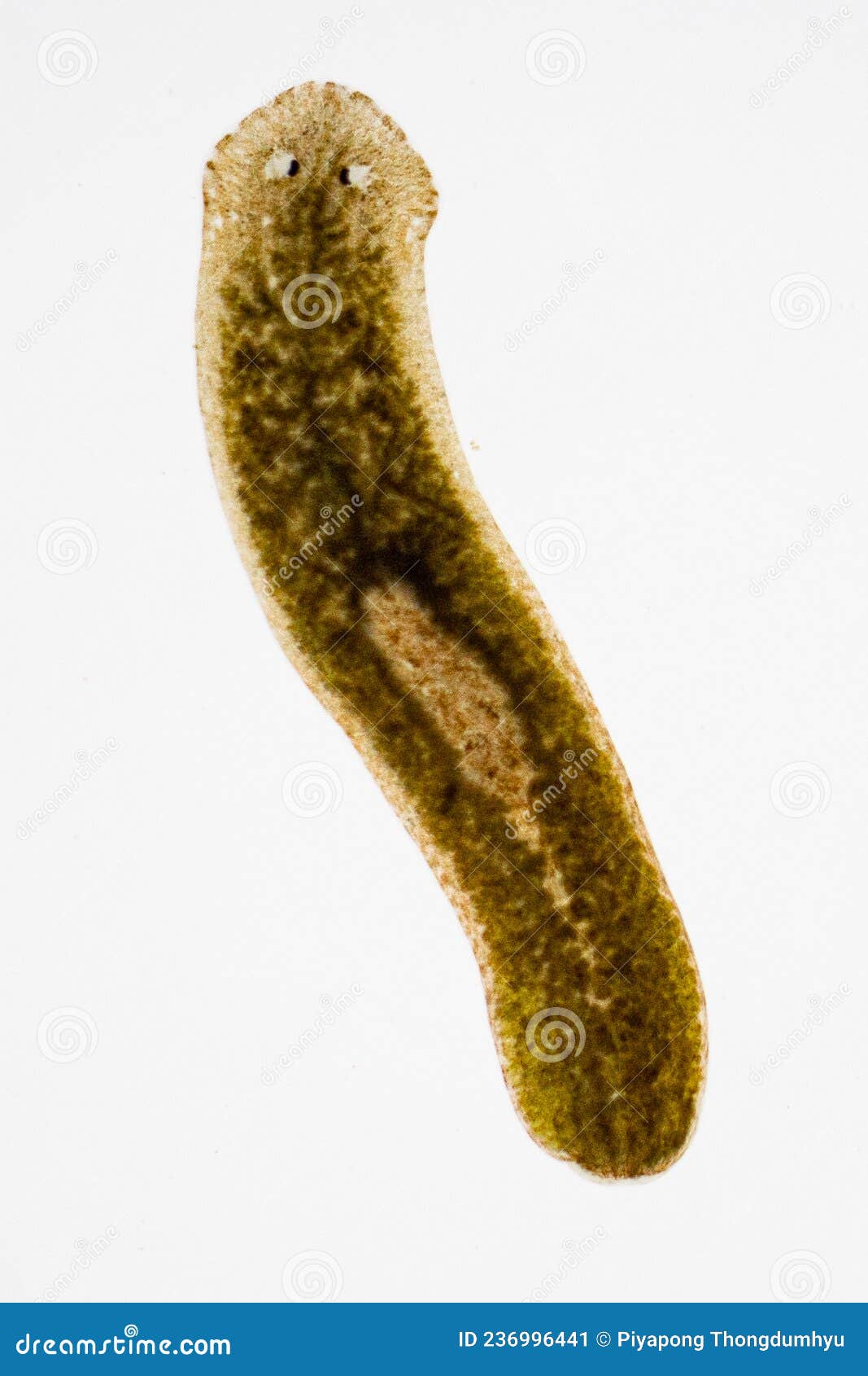 Planarian Parasite Flatworm Under Microscope. Stock Image - Image of ...