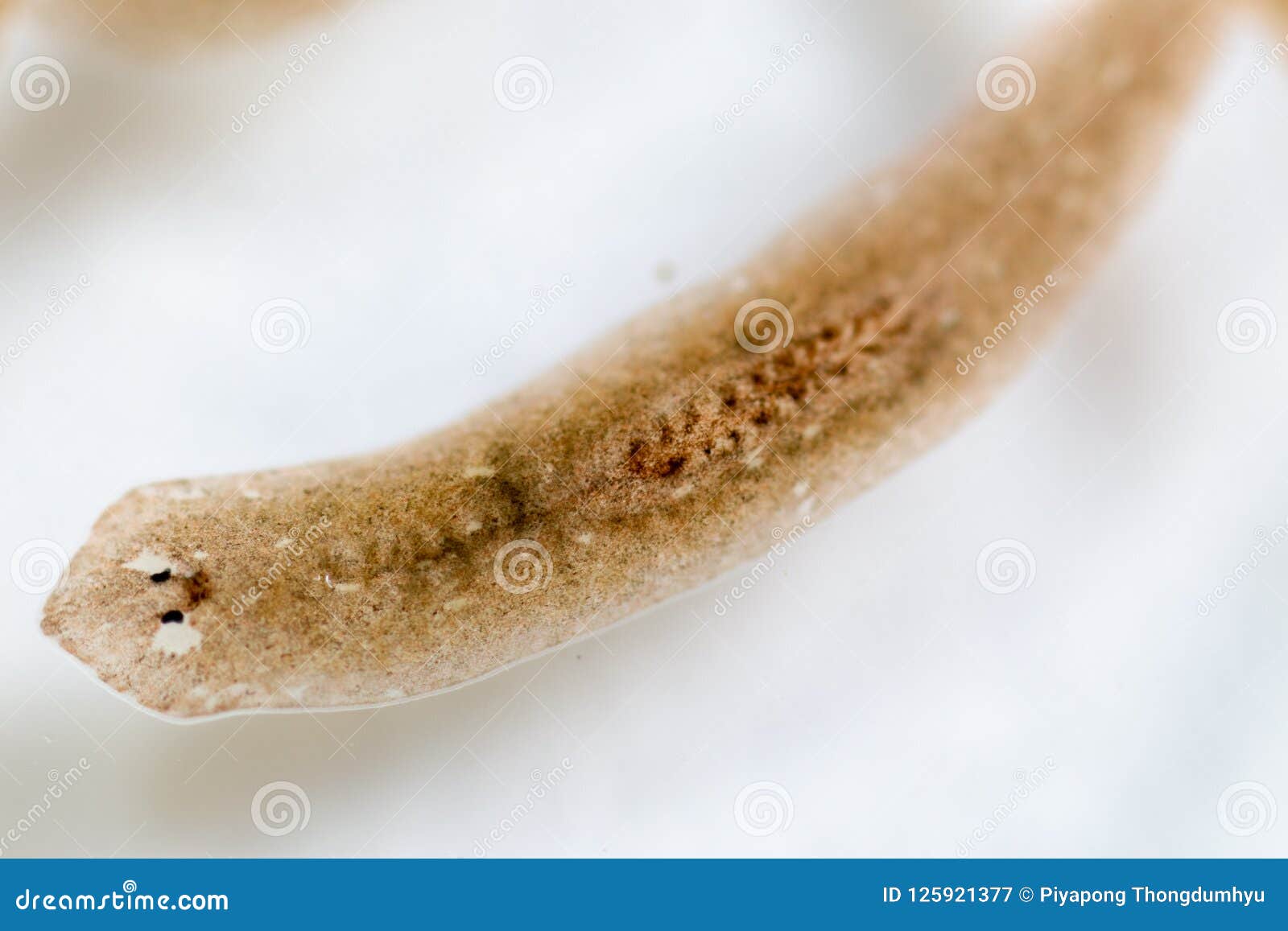 Planaria Under Microscope Labeled