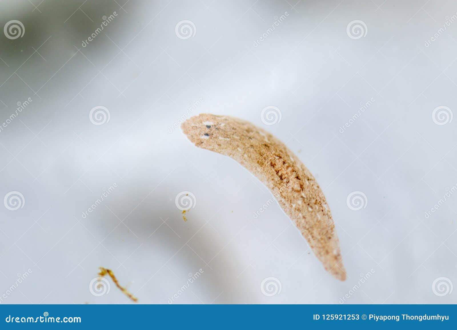 Planarian Parasite Flatworm Under Microscope View. Stock Image - Image ...