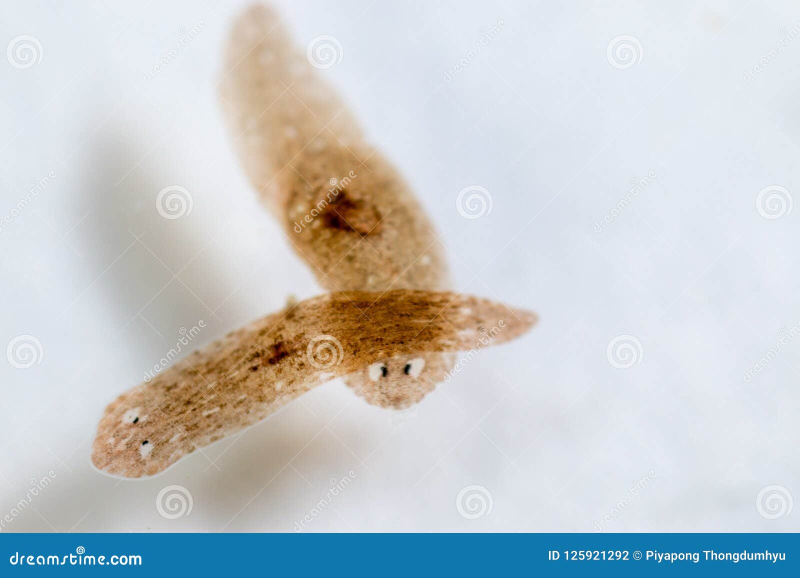 Planarian Parasite Flatworm Under Microscope View. Stock Photo - Image ...
