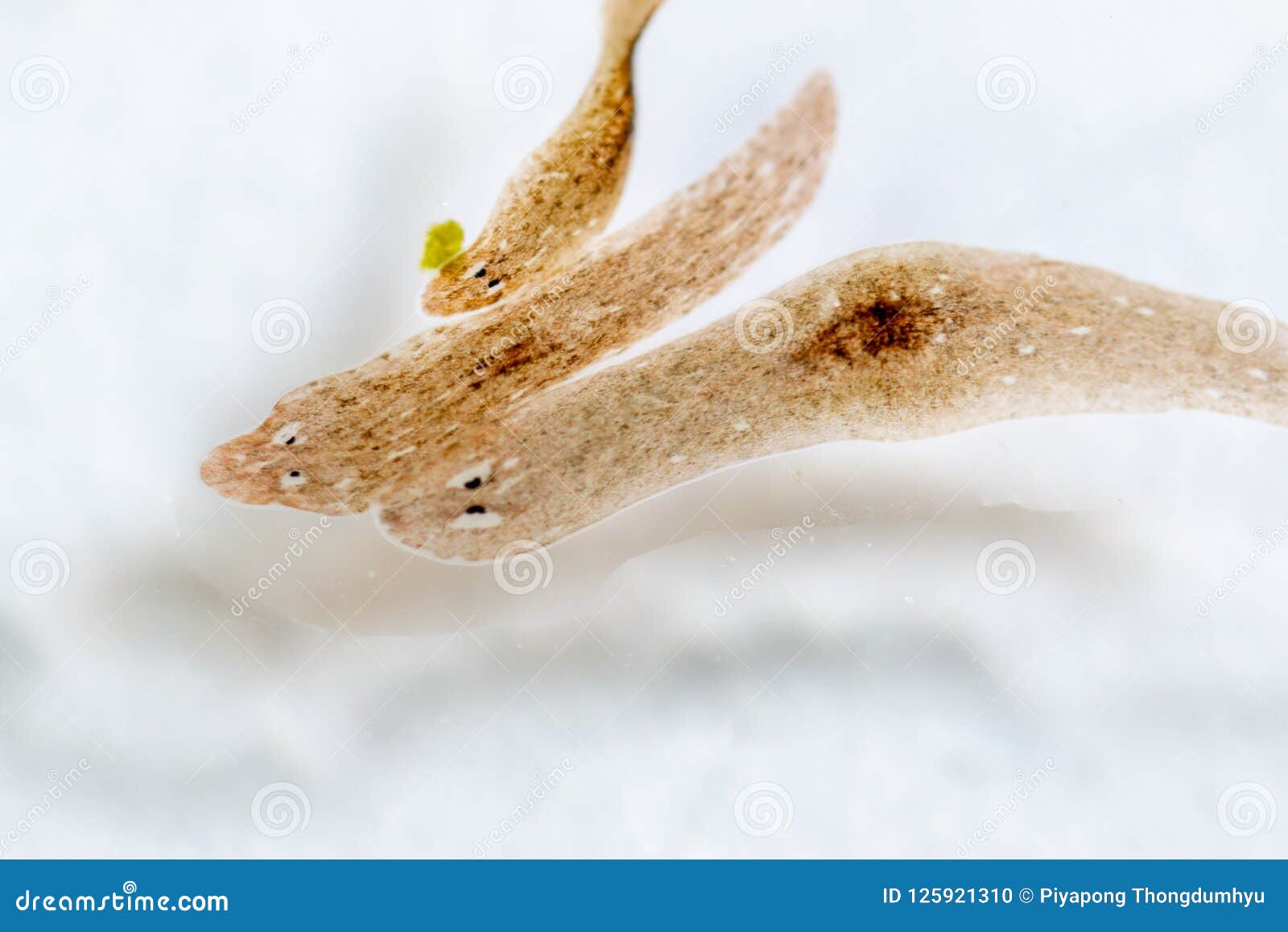 Planarian Parasite Flatworm Under Microscope View. Stock Photo - Image ...